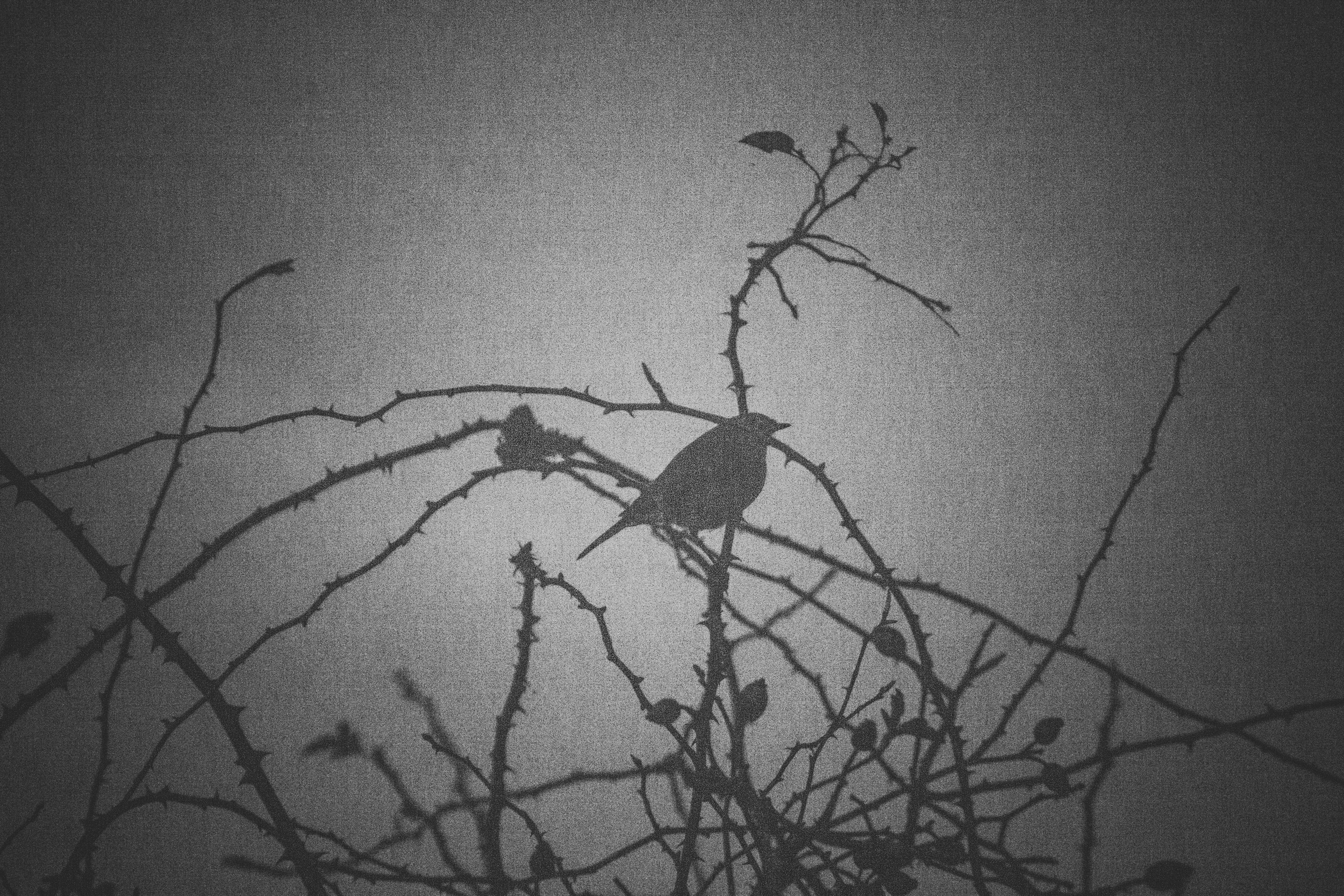 Midwinter silhouette: lone bird perched among tangled bare branches