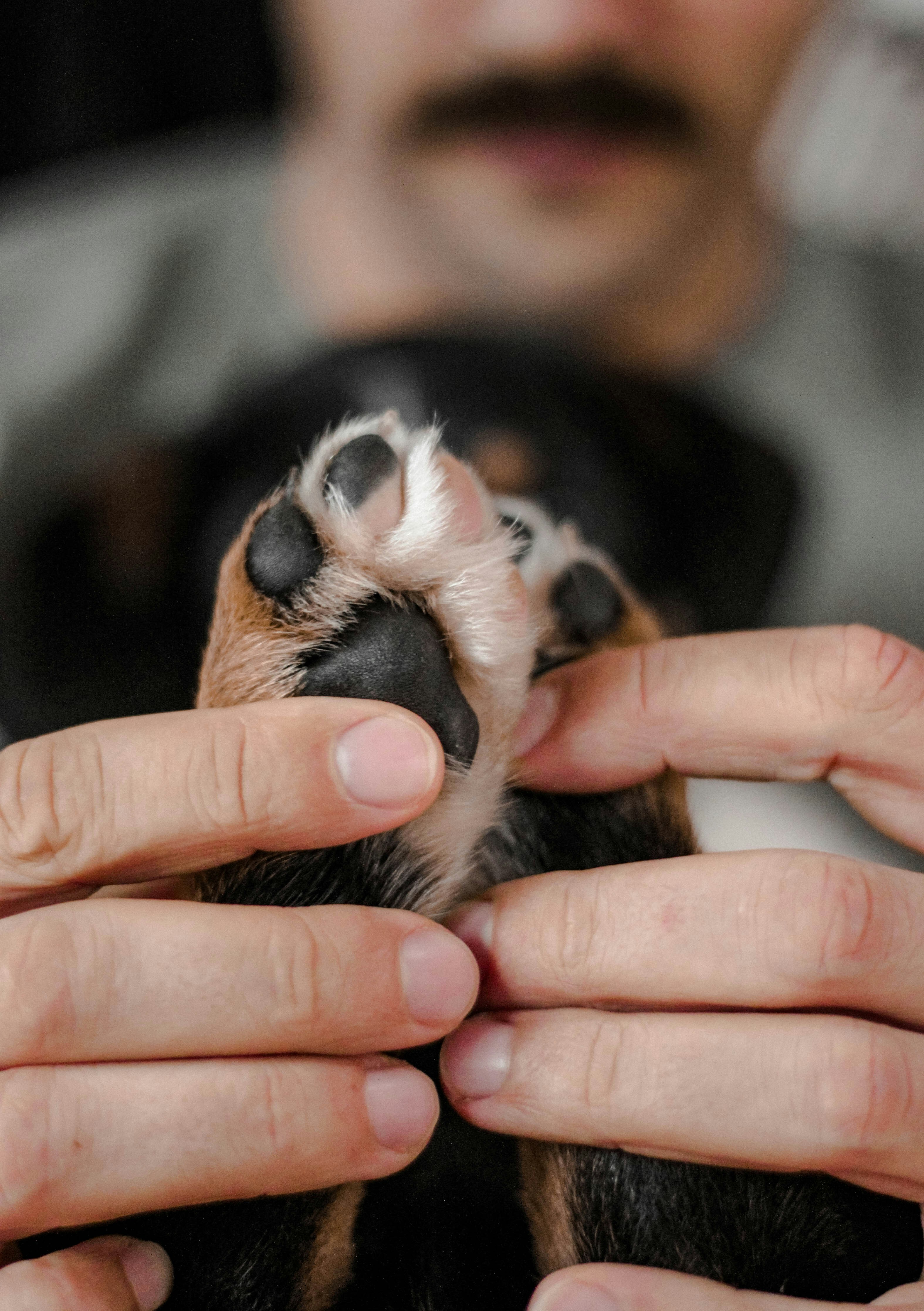 A man holding a small dog's paw in his hands photo – Free Dog Image on ...