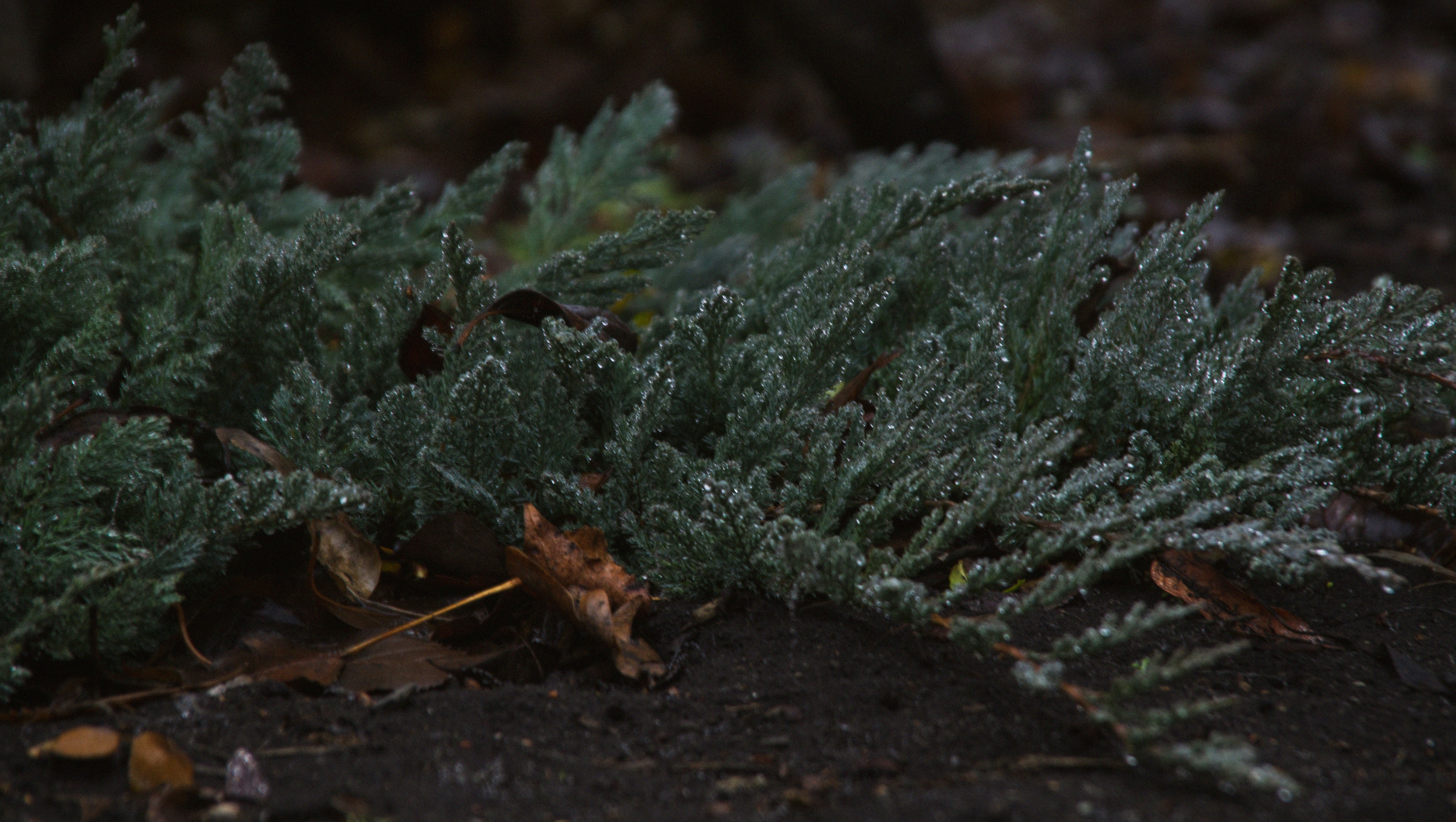 Photo by maks_d with Sony Alpha 35