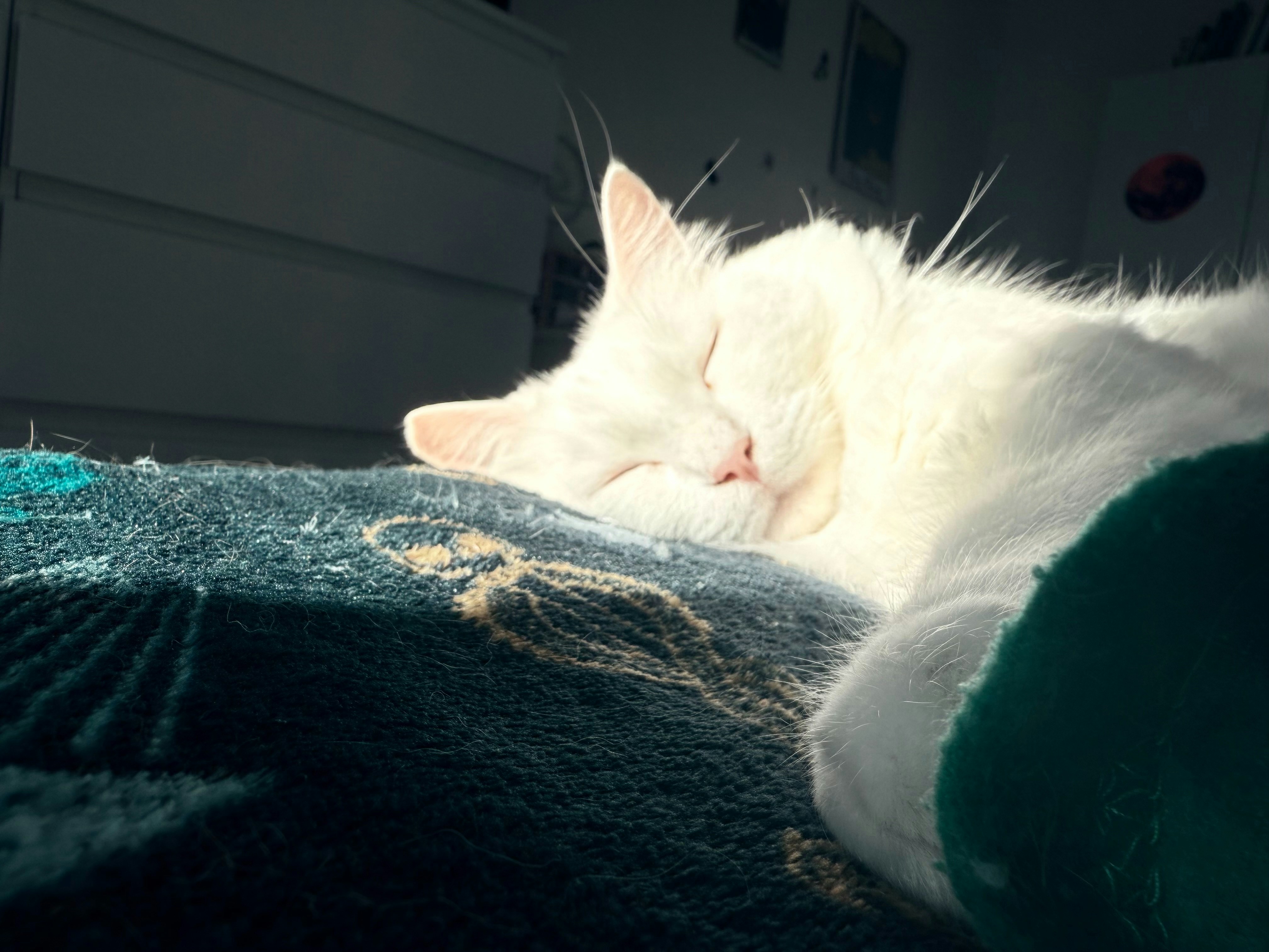 A white cat sleeping on top of a blue blanket photo – Free Cat Image on ...