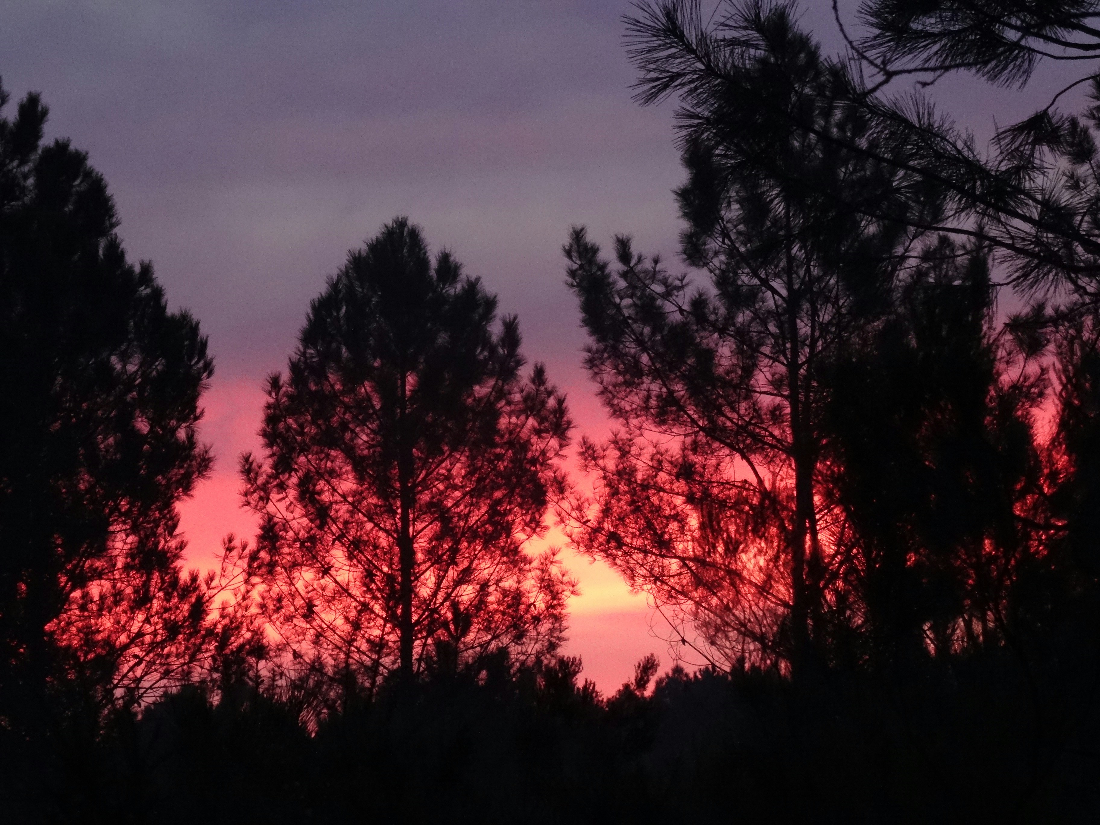 Crimson Horizon Between Inked Pines at Dusk