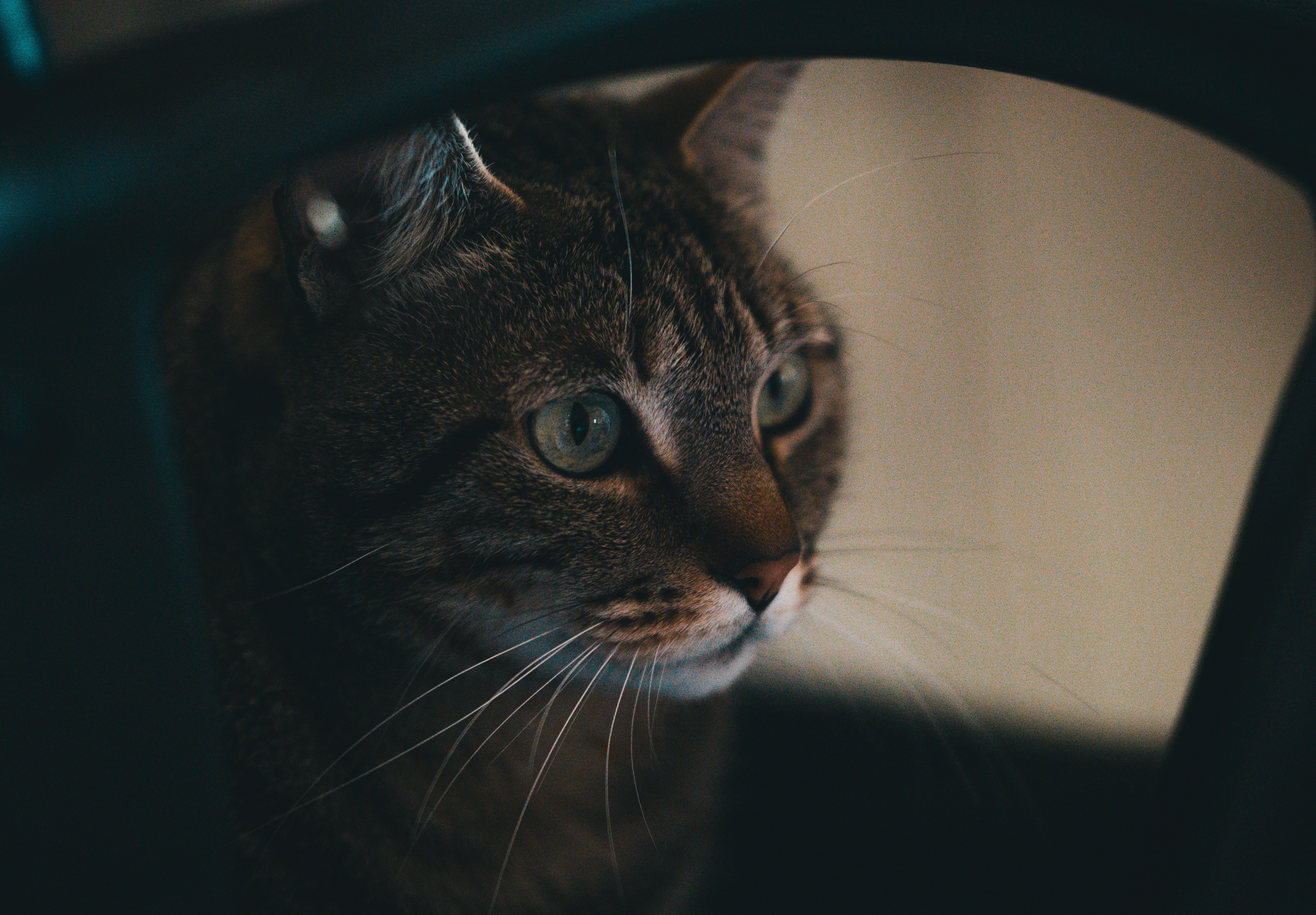 A cat looking out of a car window photo – Free Las rozas Image on Unsplash