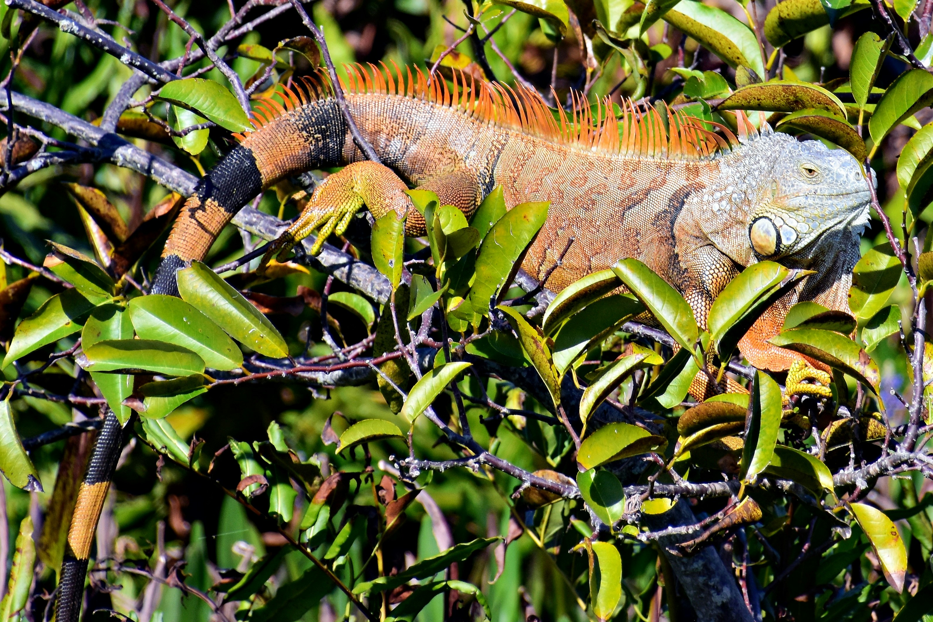 Hidden Scales: A Camouflaged Girdled Lizard in Leafy Veil