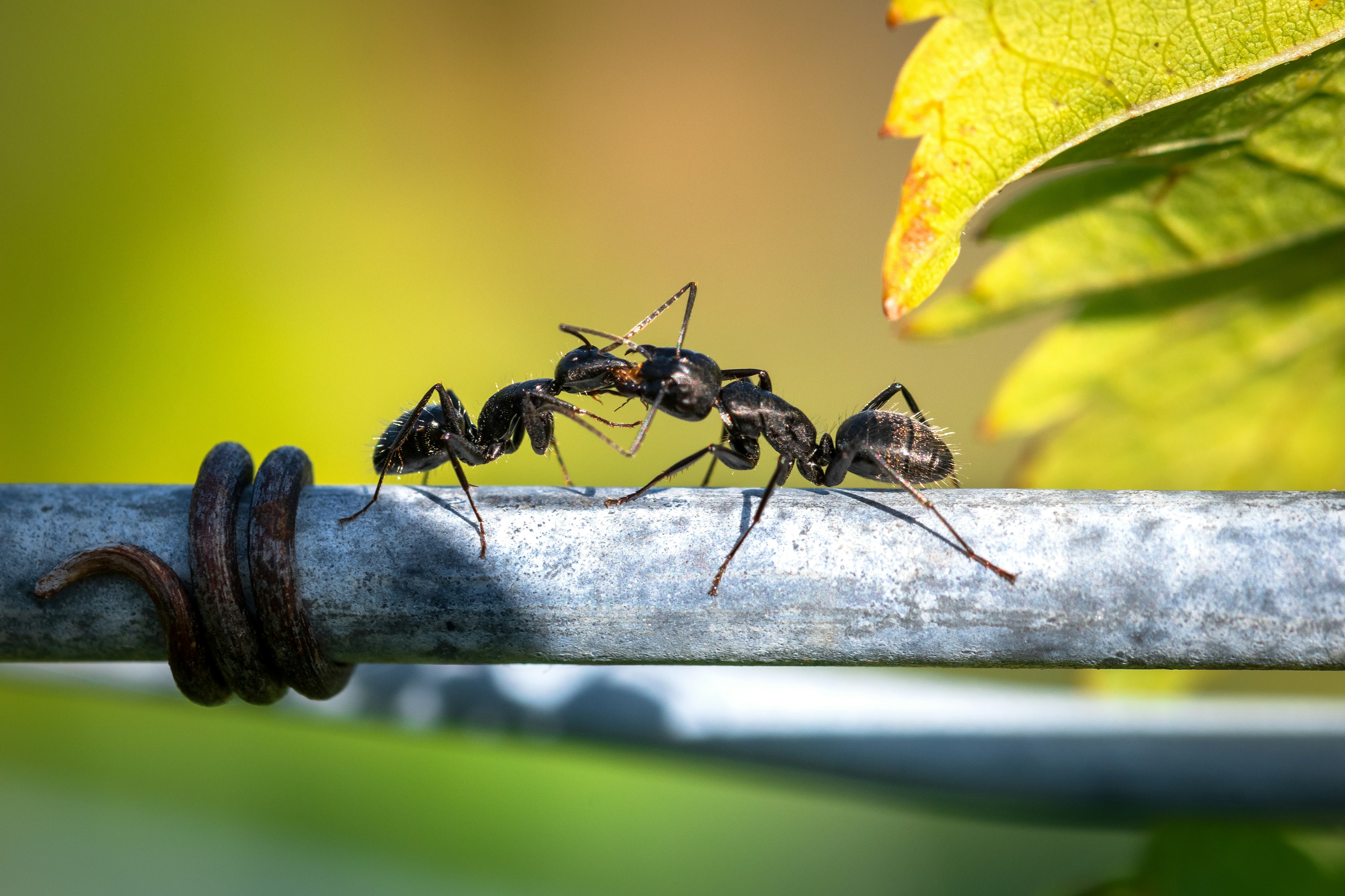A group of ants crawling on a metal pipe photo – Free Animal Image on ...