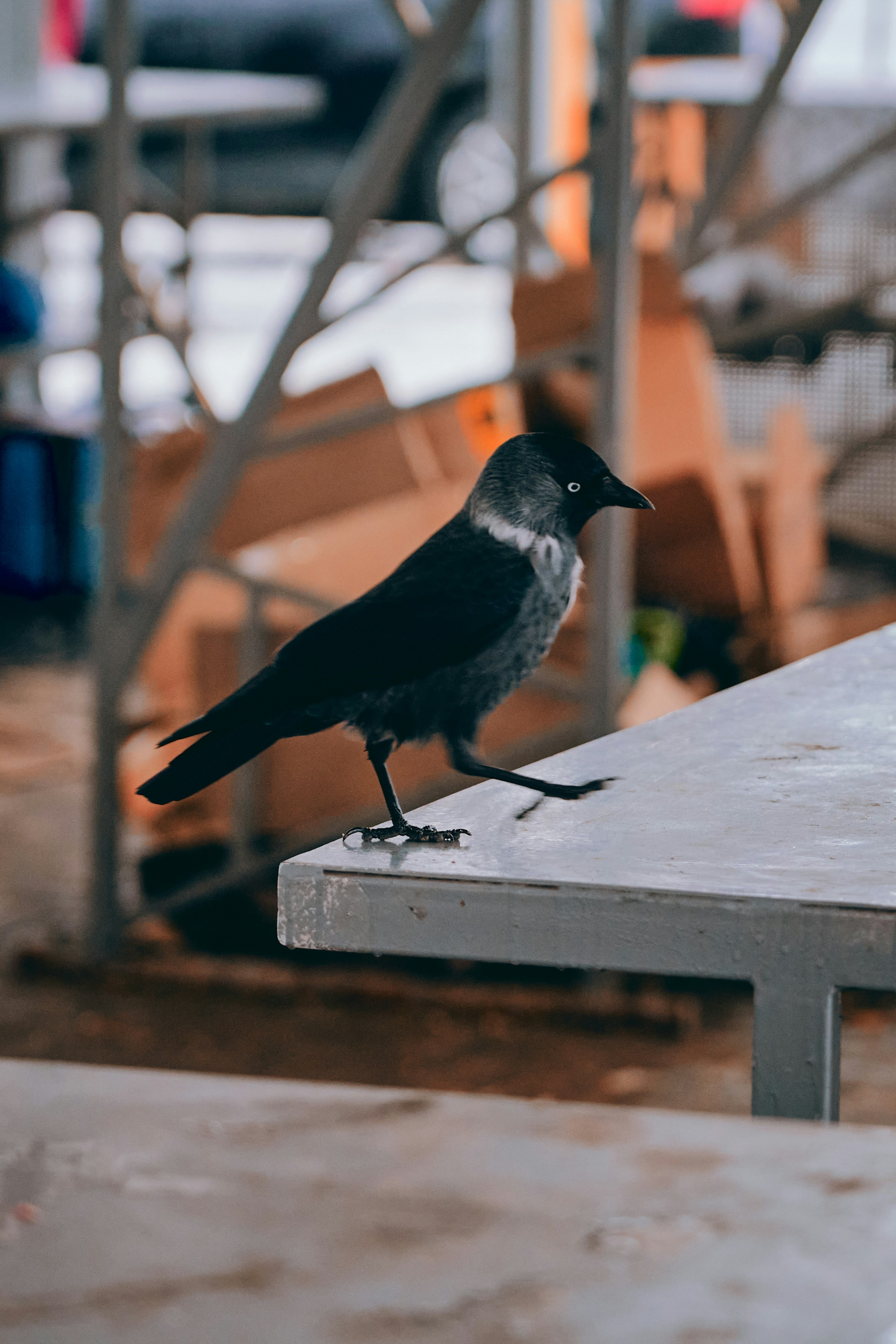 Raven on a Concrete Edge: A Quiet Moment at a Construction Site