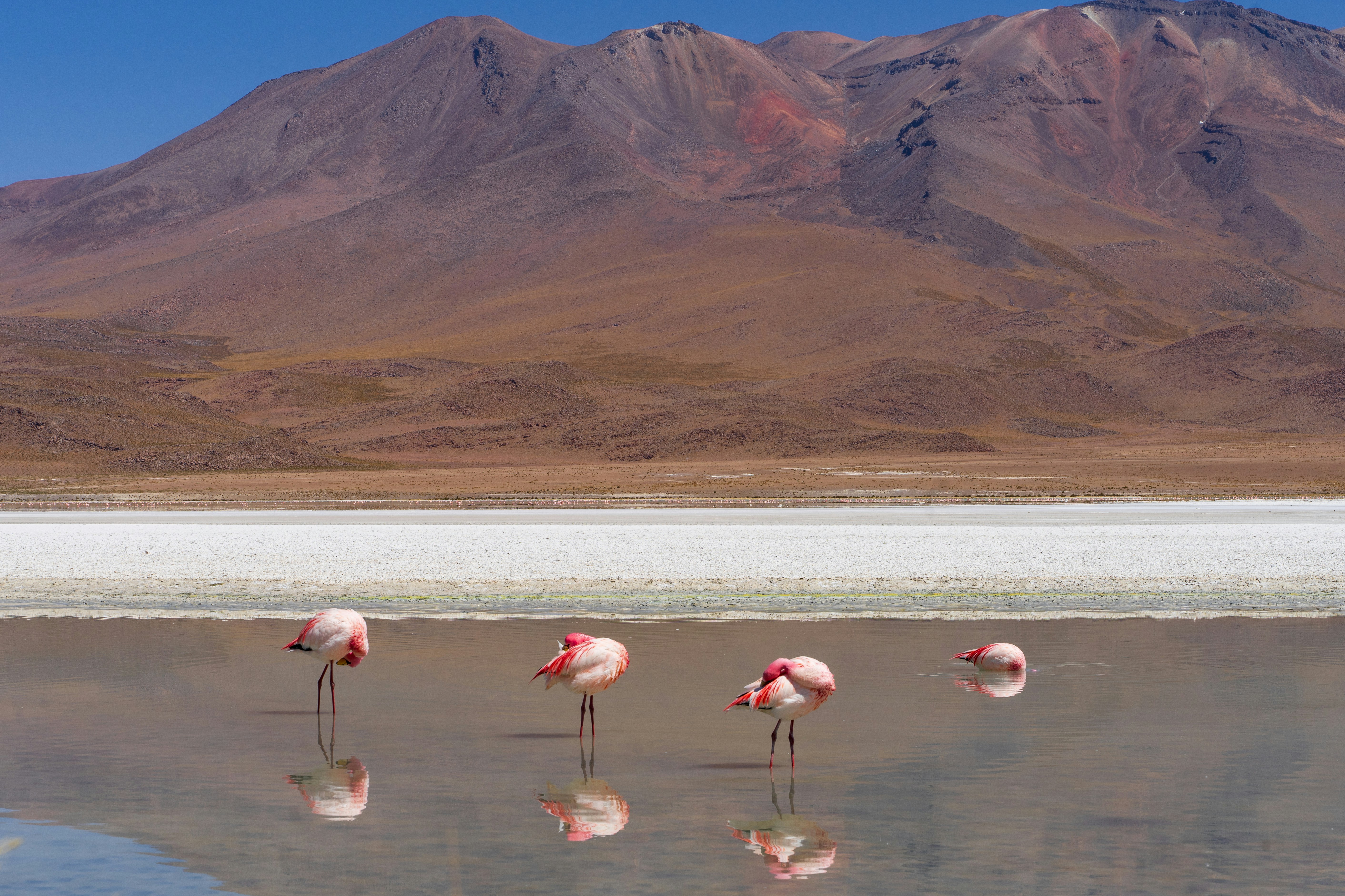 Flamingo Quartet on a Mirror-Lake Before Andean Peaks