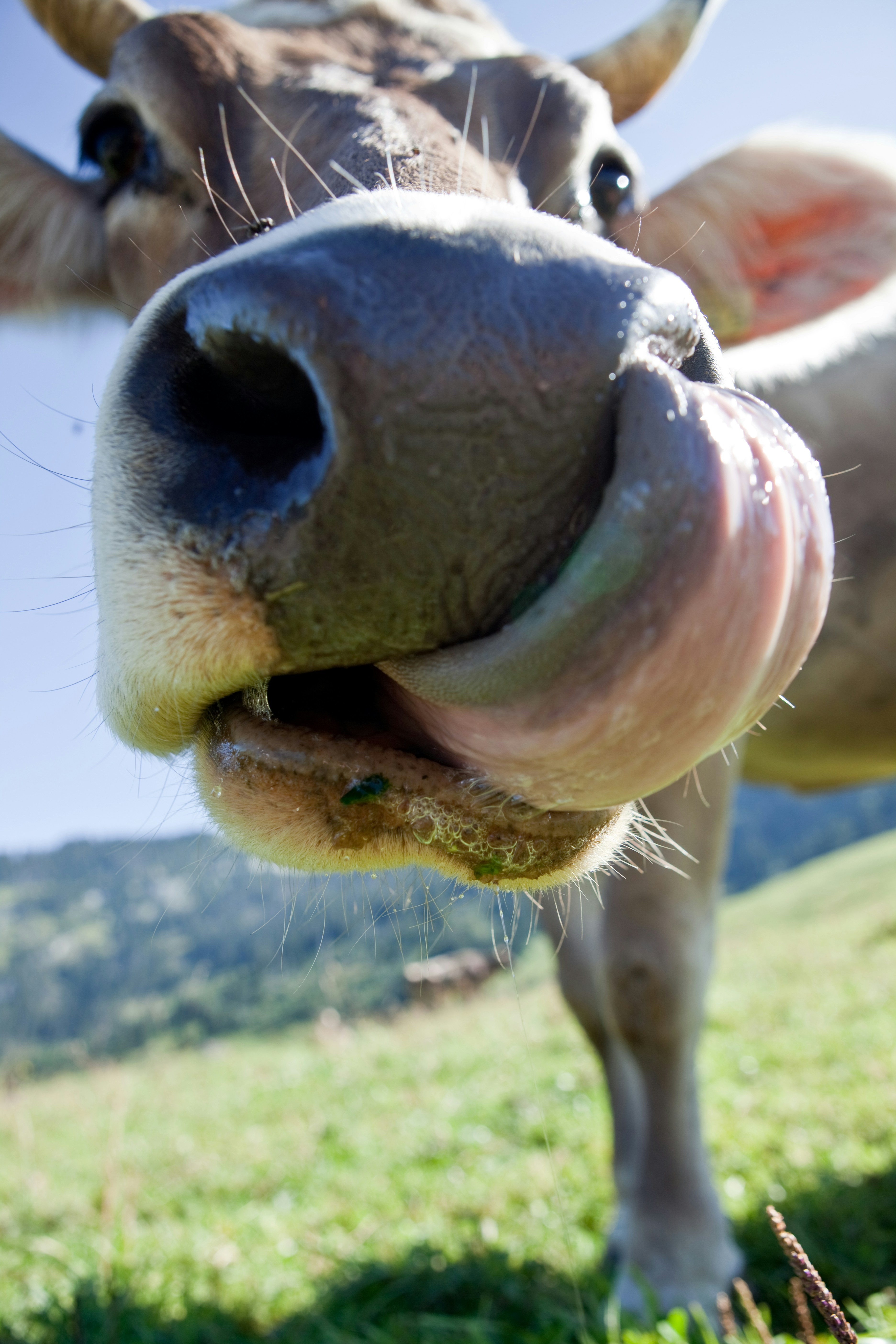 A cow sticking its tongue out in a field photo – Free Animal Image on ...