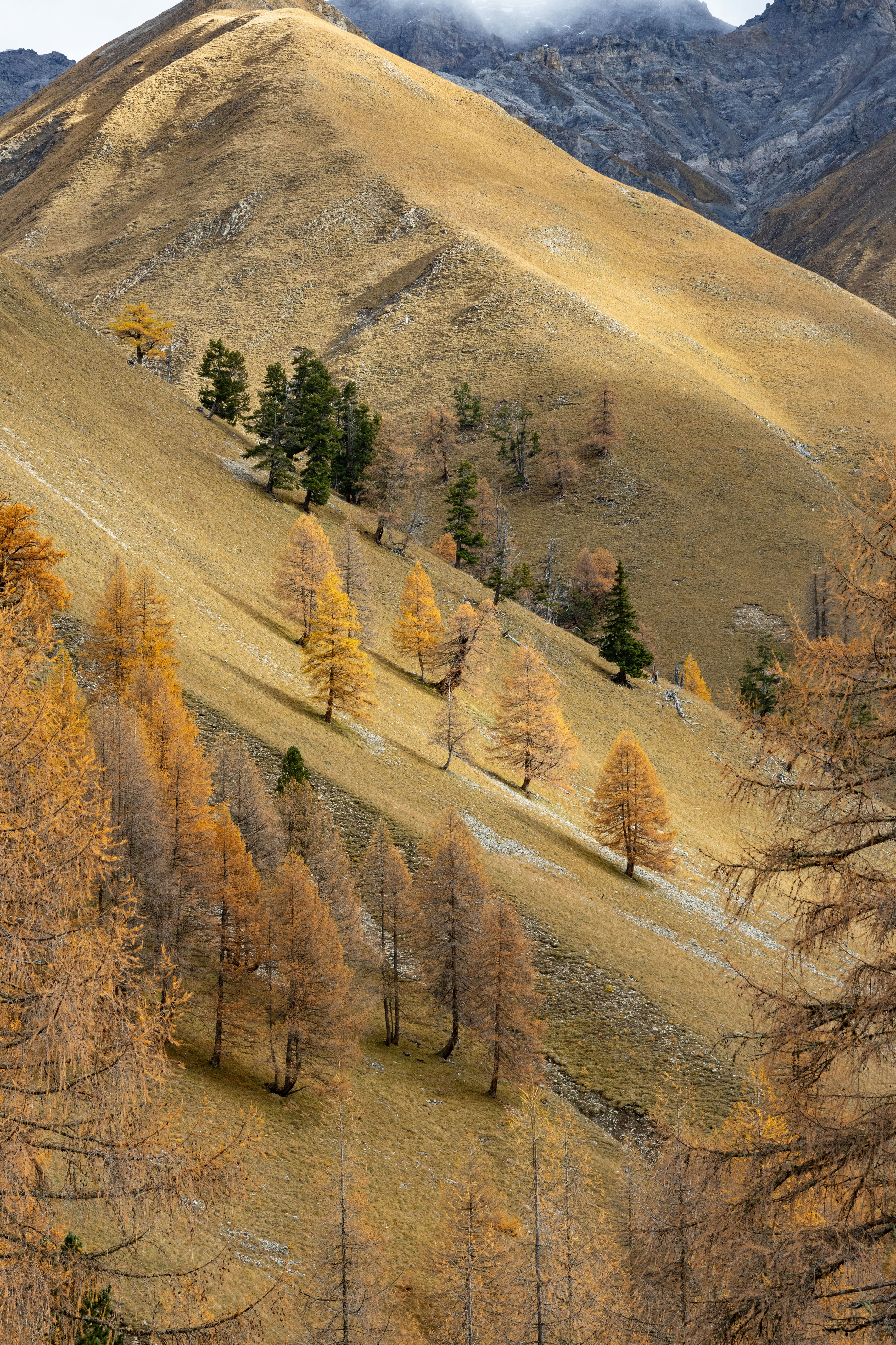 Golden Larch Ribbon Along a Quiet Alpine Slope