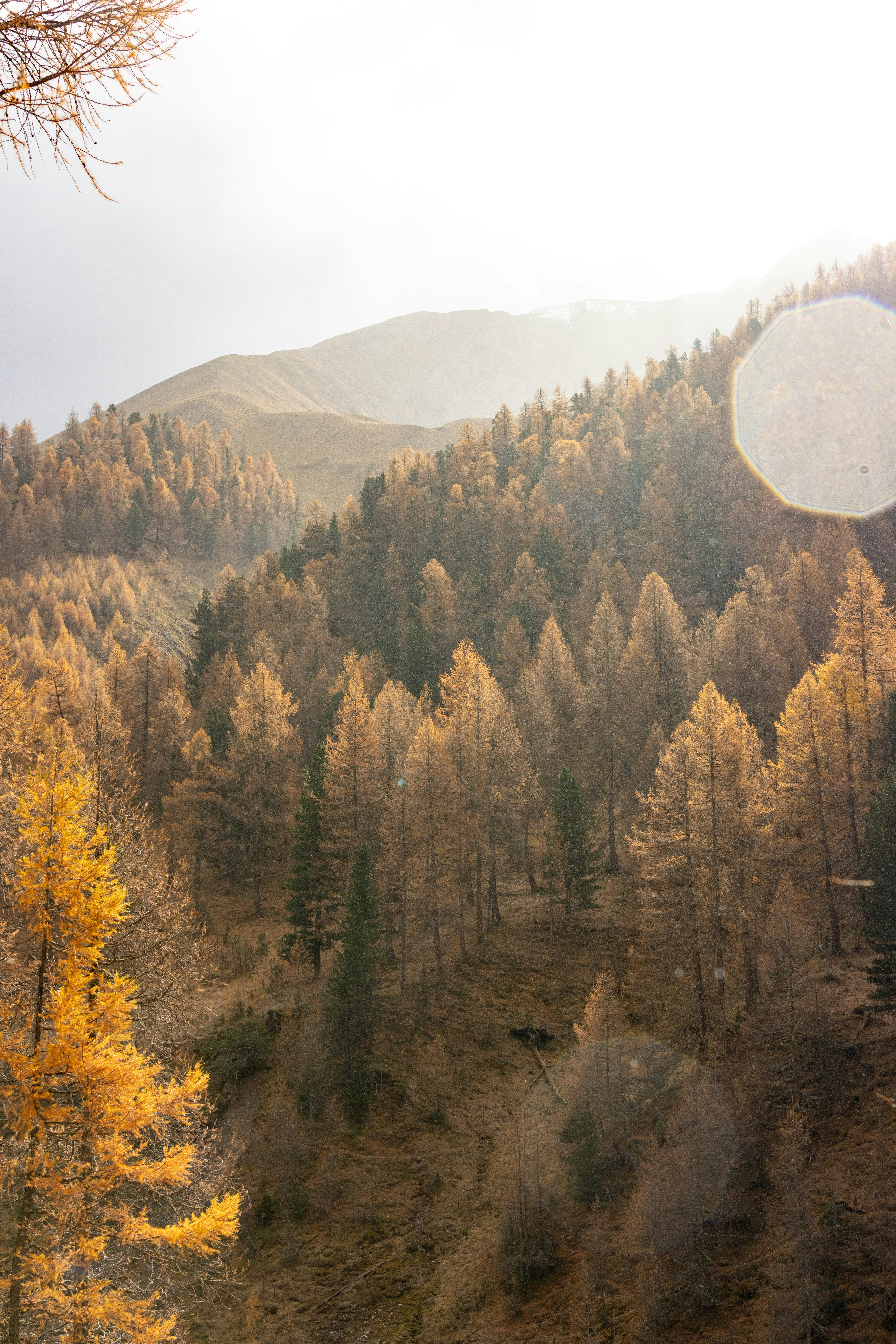 A forest filled with lots of tall trees photo – Free Sun Image on Unsplash