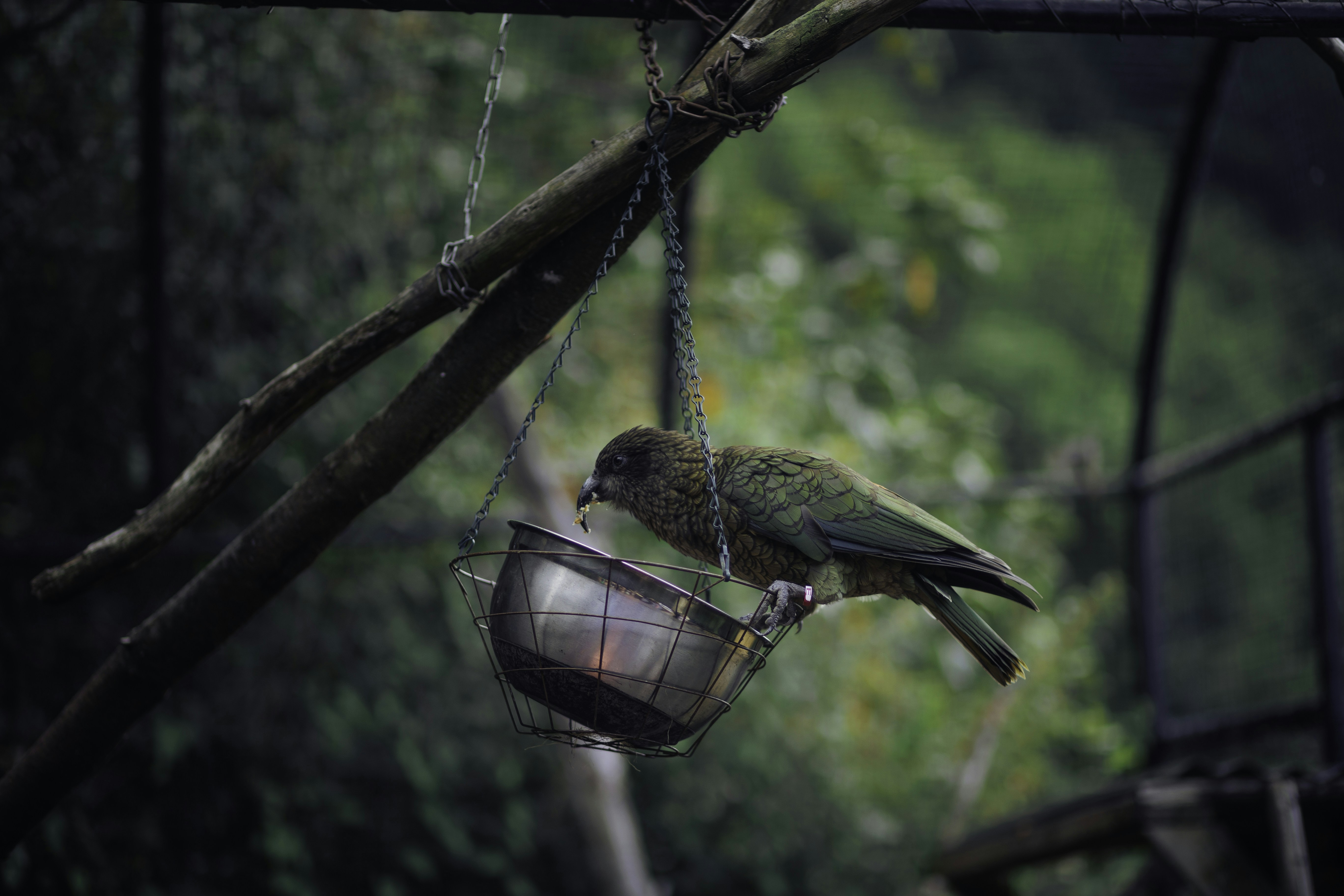 Verdant Perch: A Green Bird Grips a Hanging Feeder in Dappled Shade