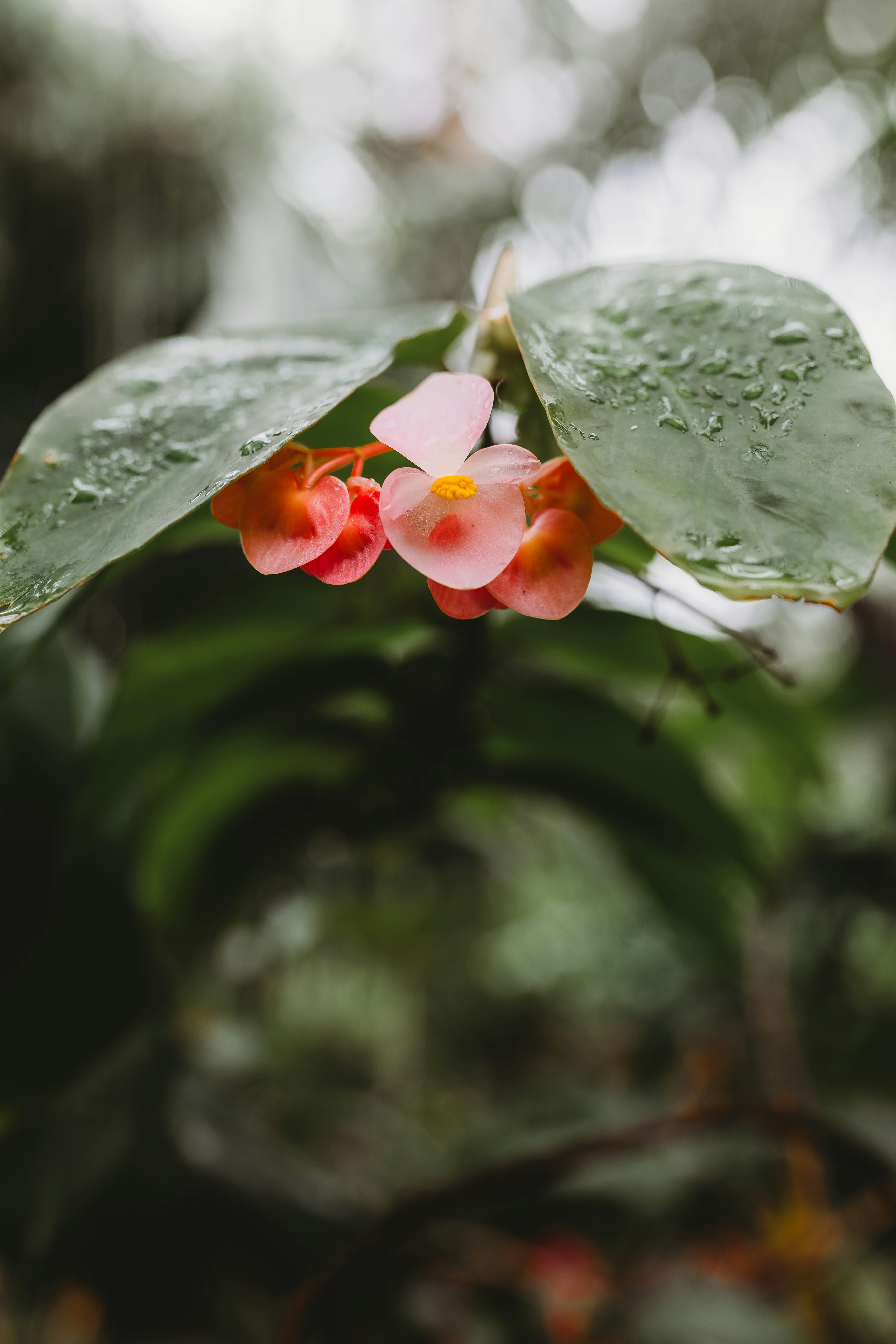A pink flower with a yellow center surrounded by green leaves