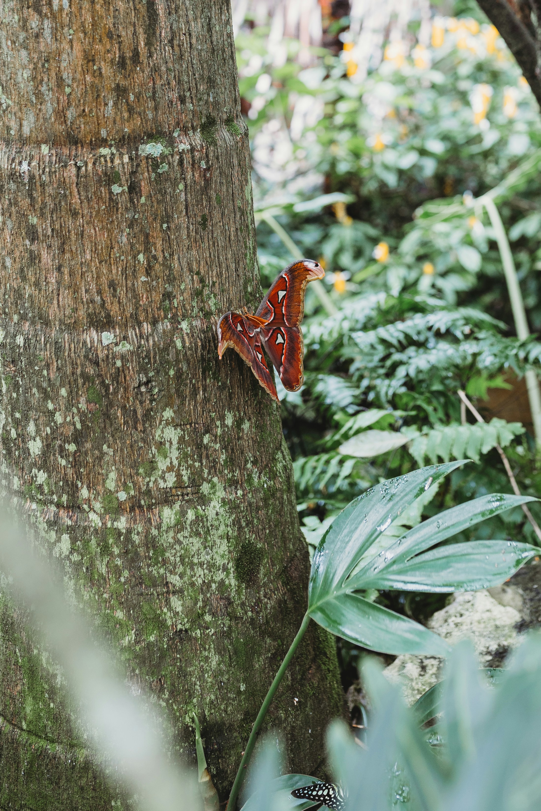 Red-Horned Visitor on the Tree: A Mata ori butterfly perched mid-trunk