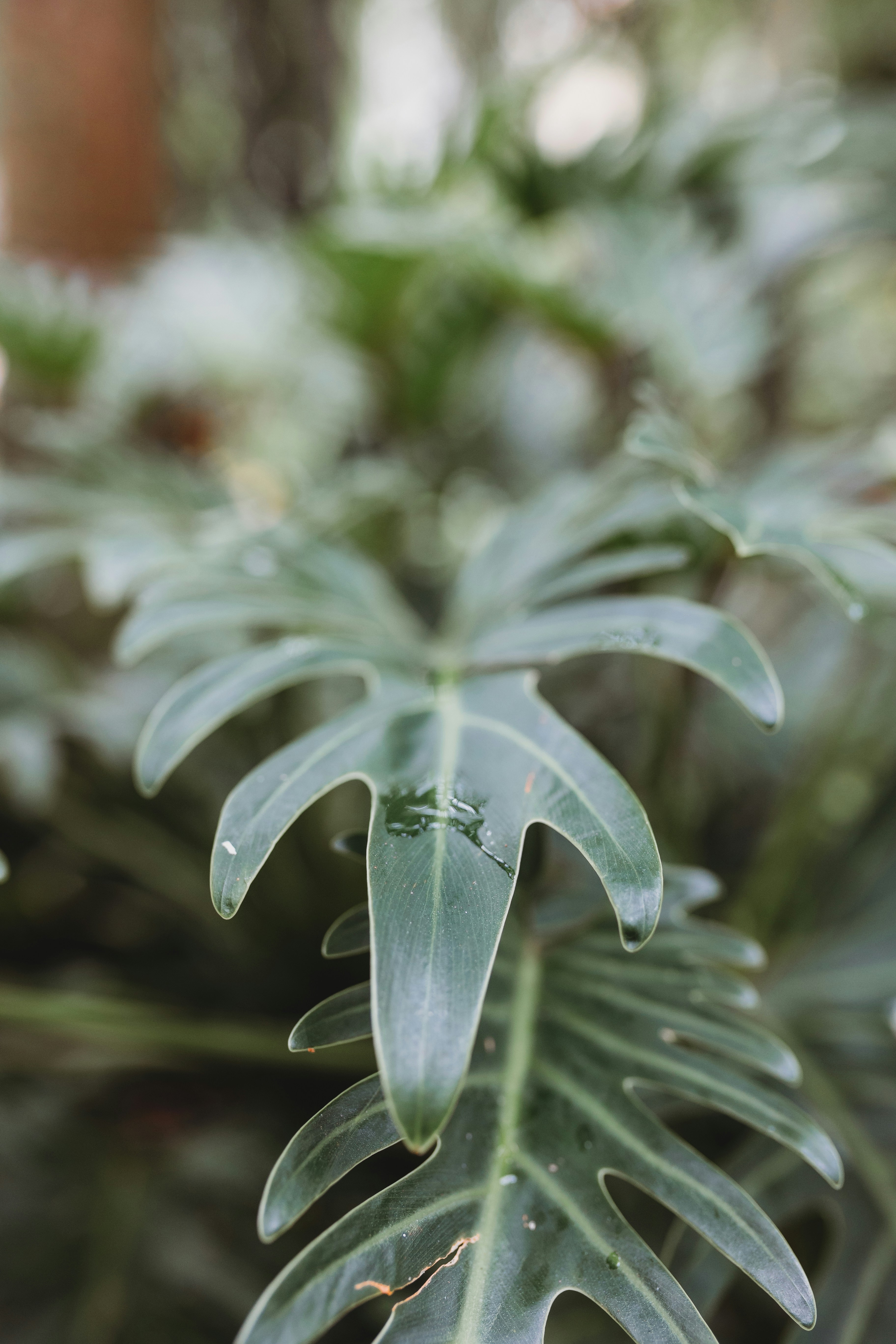 Centre-Leaf Focus: A Close-Up of a Lobed Green Frond