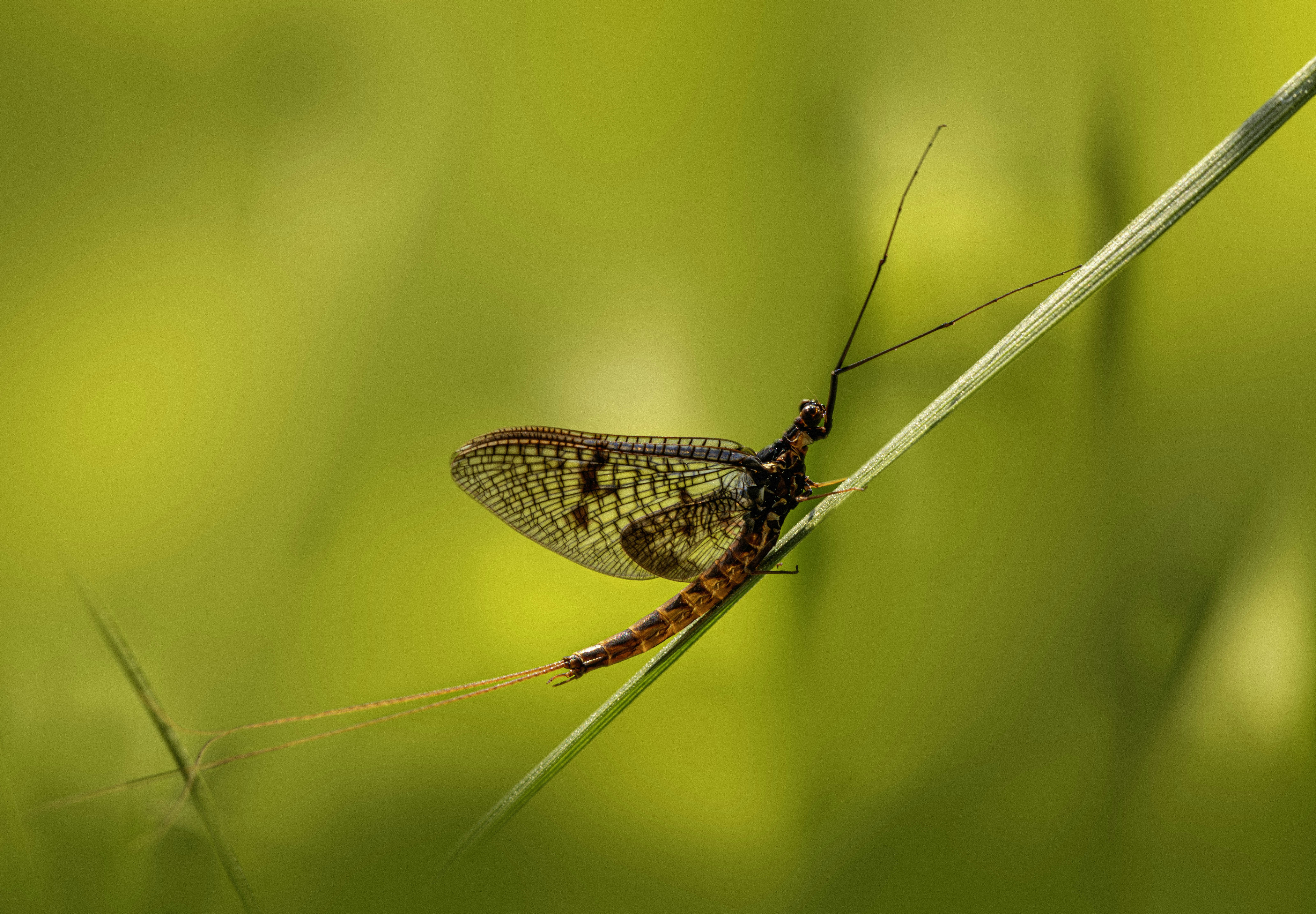 A close up of a bug on a blade of grass photo – Free Animal Image on ...