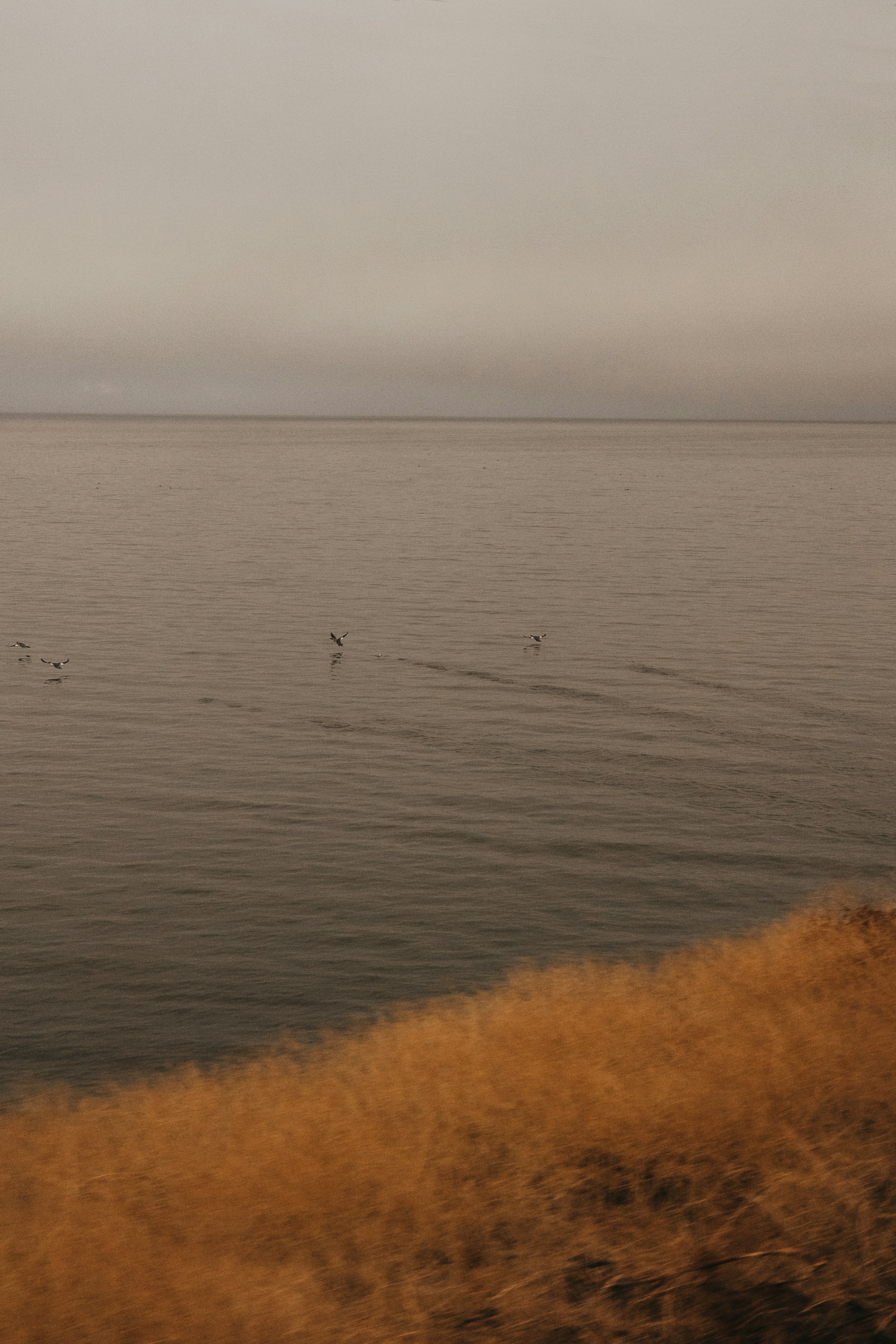 A flock of birds flying over a body of water