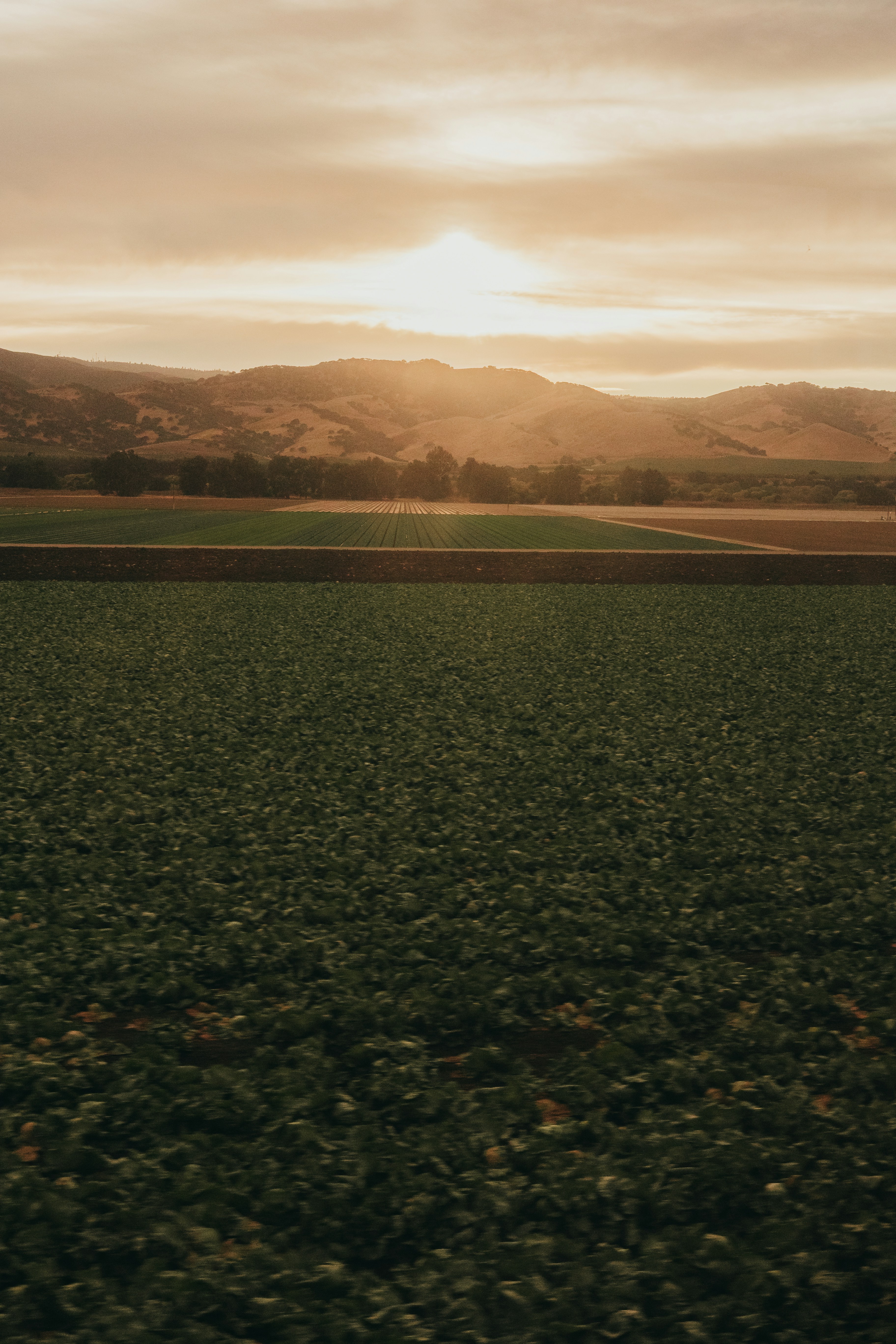 Dusk Over Ripening Crops Toward the Silent Hills