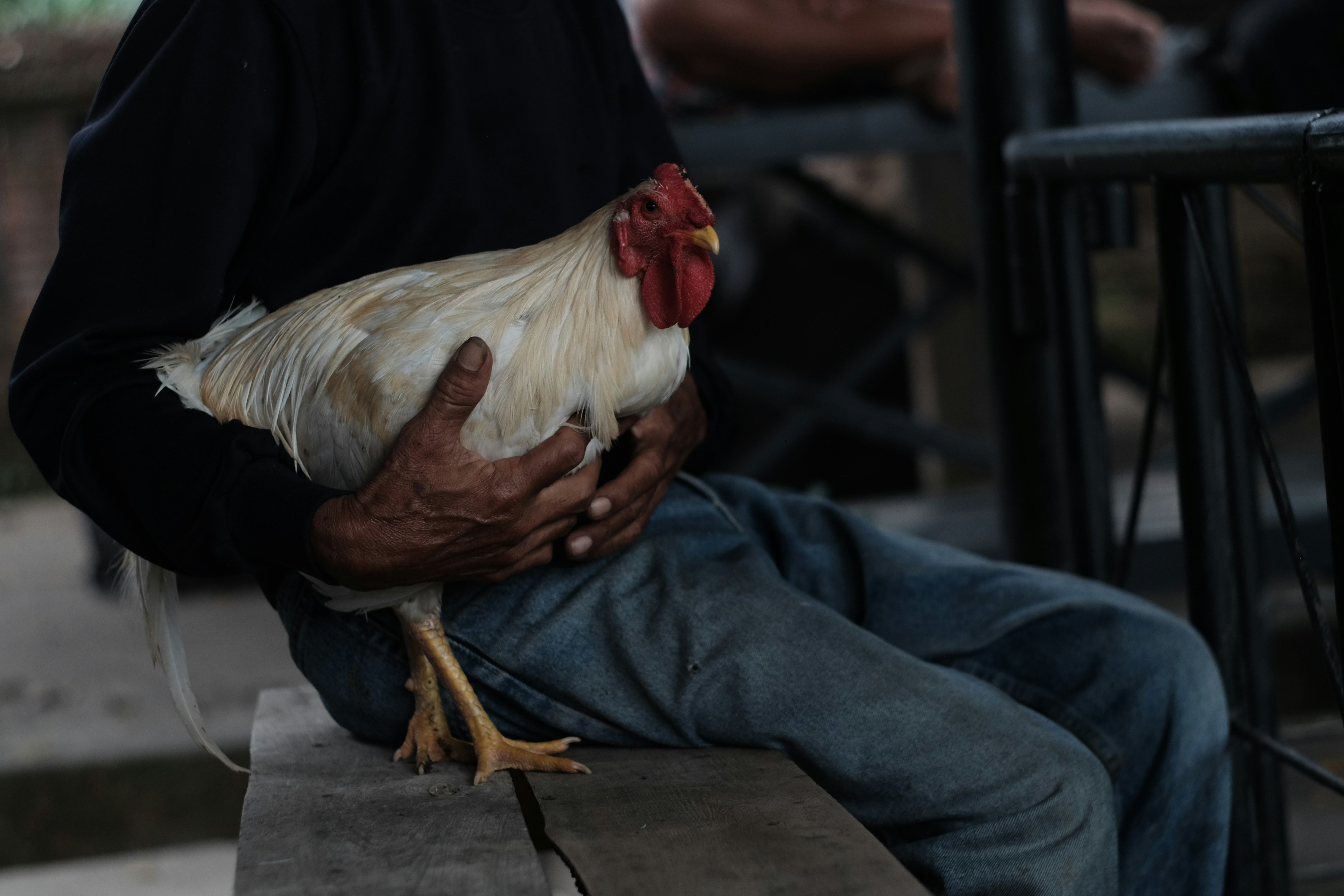 Feathered Calm on a Weathered Lap
