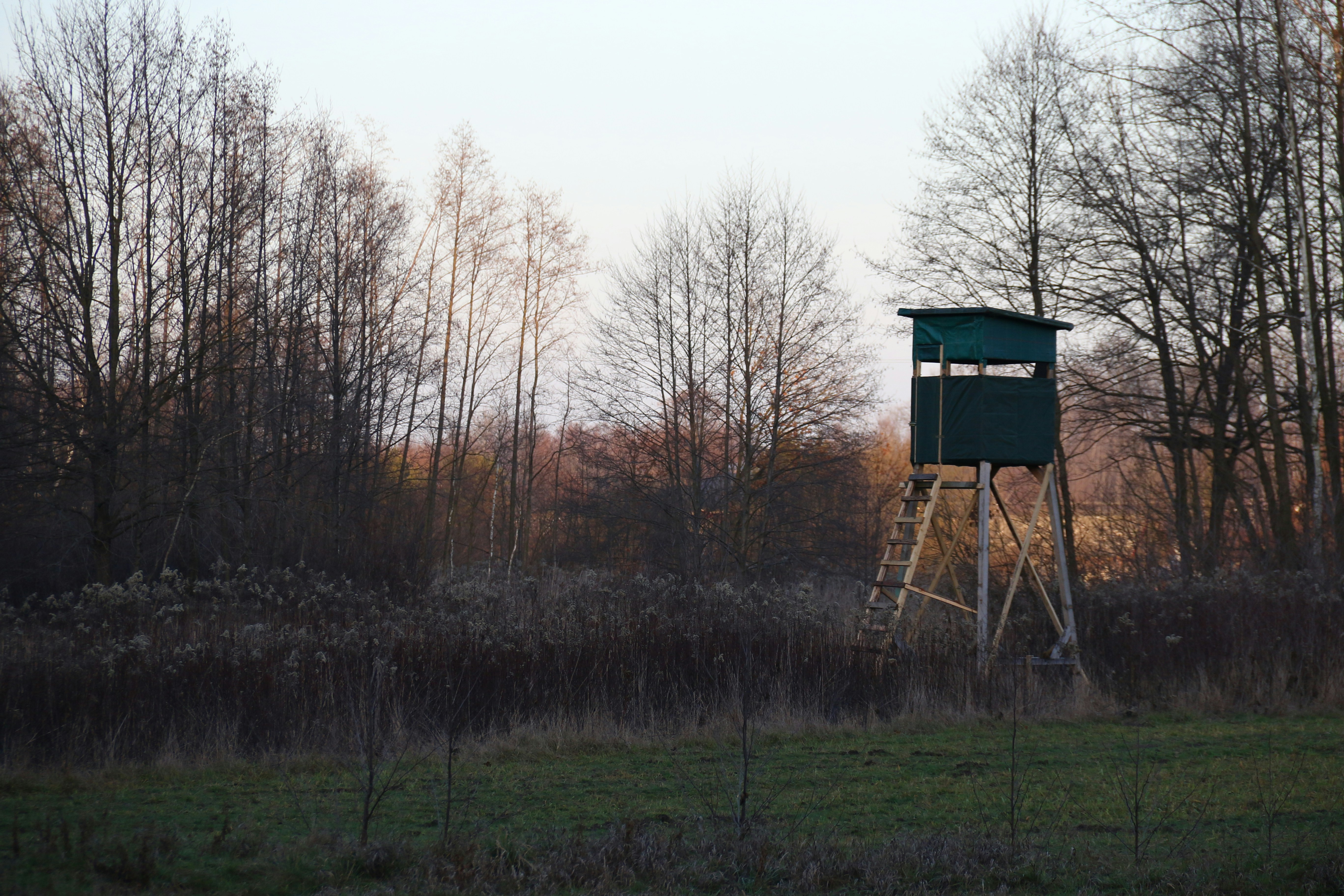 Watchtower in the Dusk: A Quiet Field Under Bare Trees