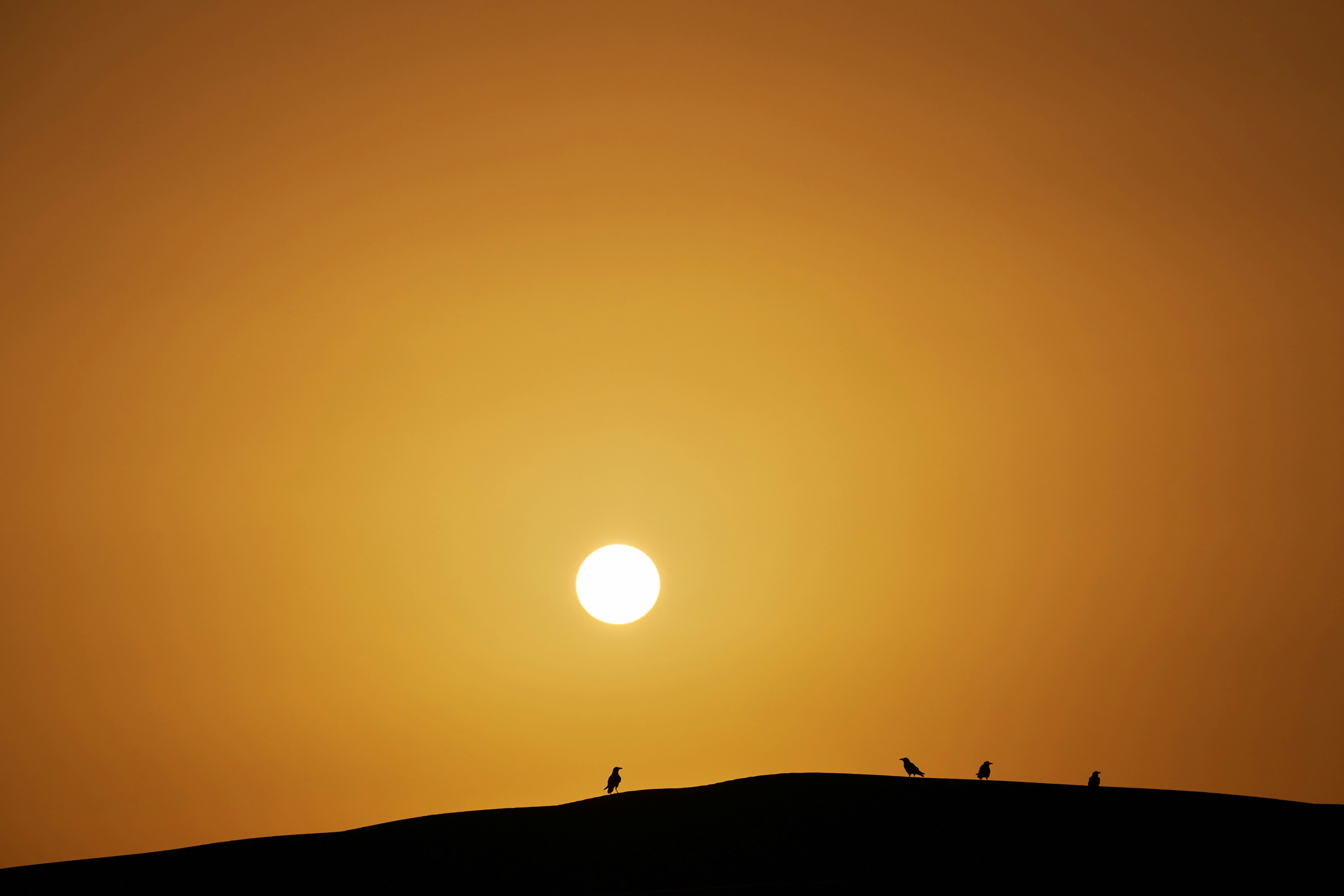 The sun is setting over a hill with birds on it photo – Free Sky Image ...