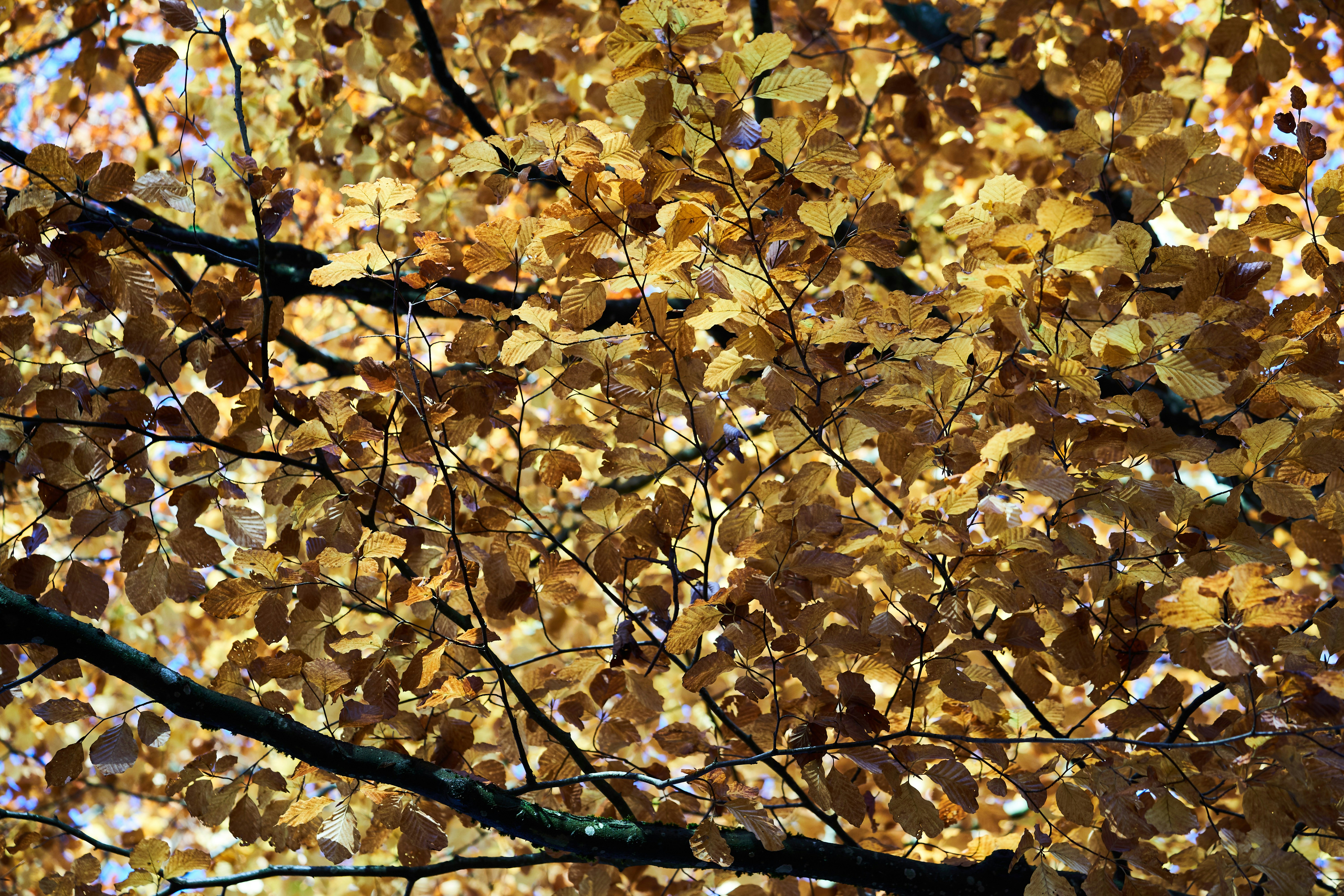 Amber Veils Across Branches: Sunlit Autumn Canopy