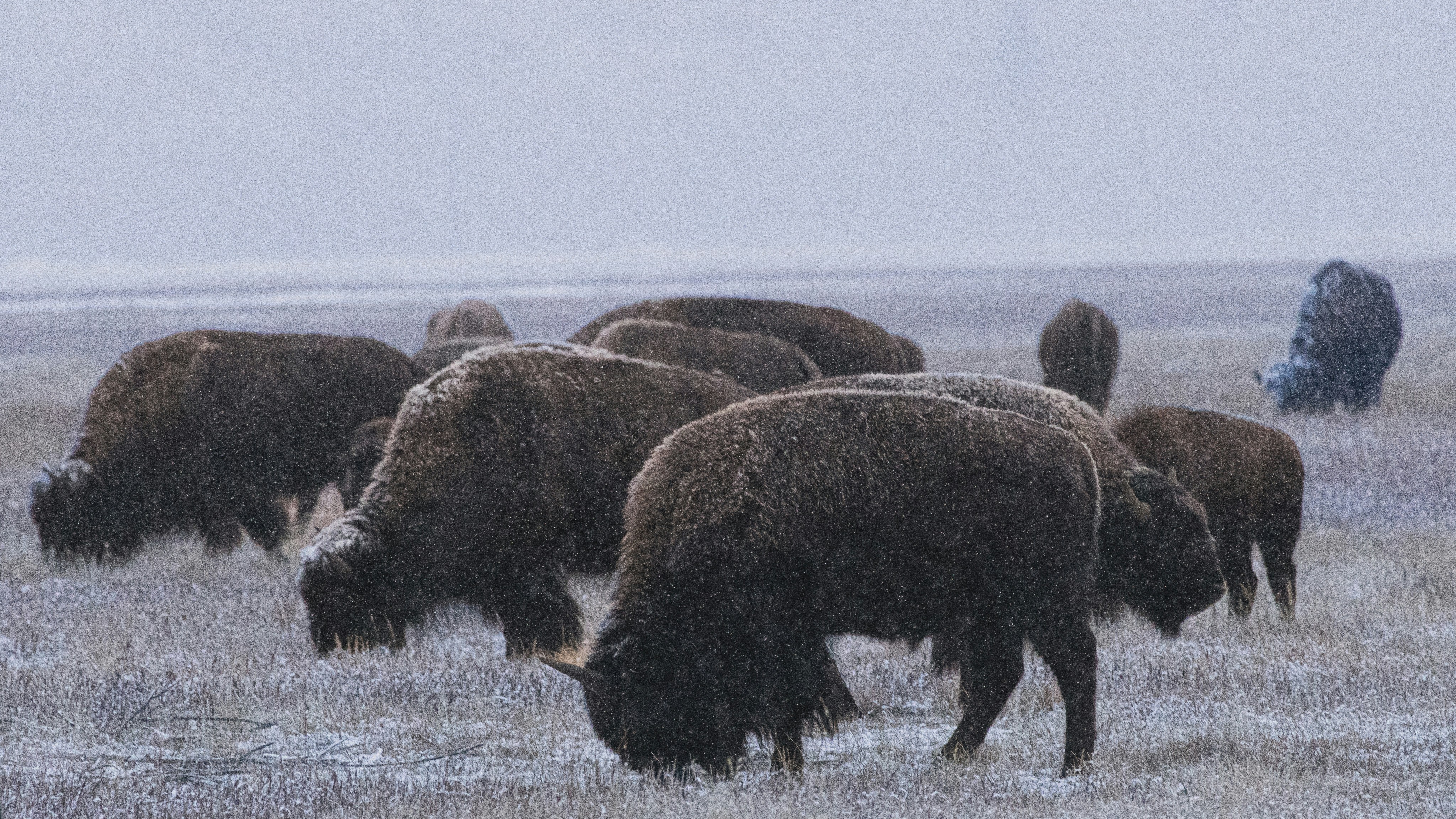 Bison roam through a snowy field, grazing on sparse winter grass under a grey sky.