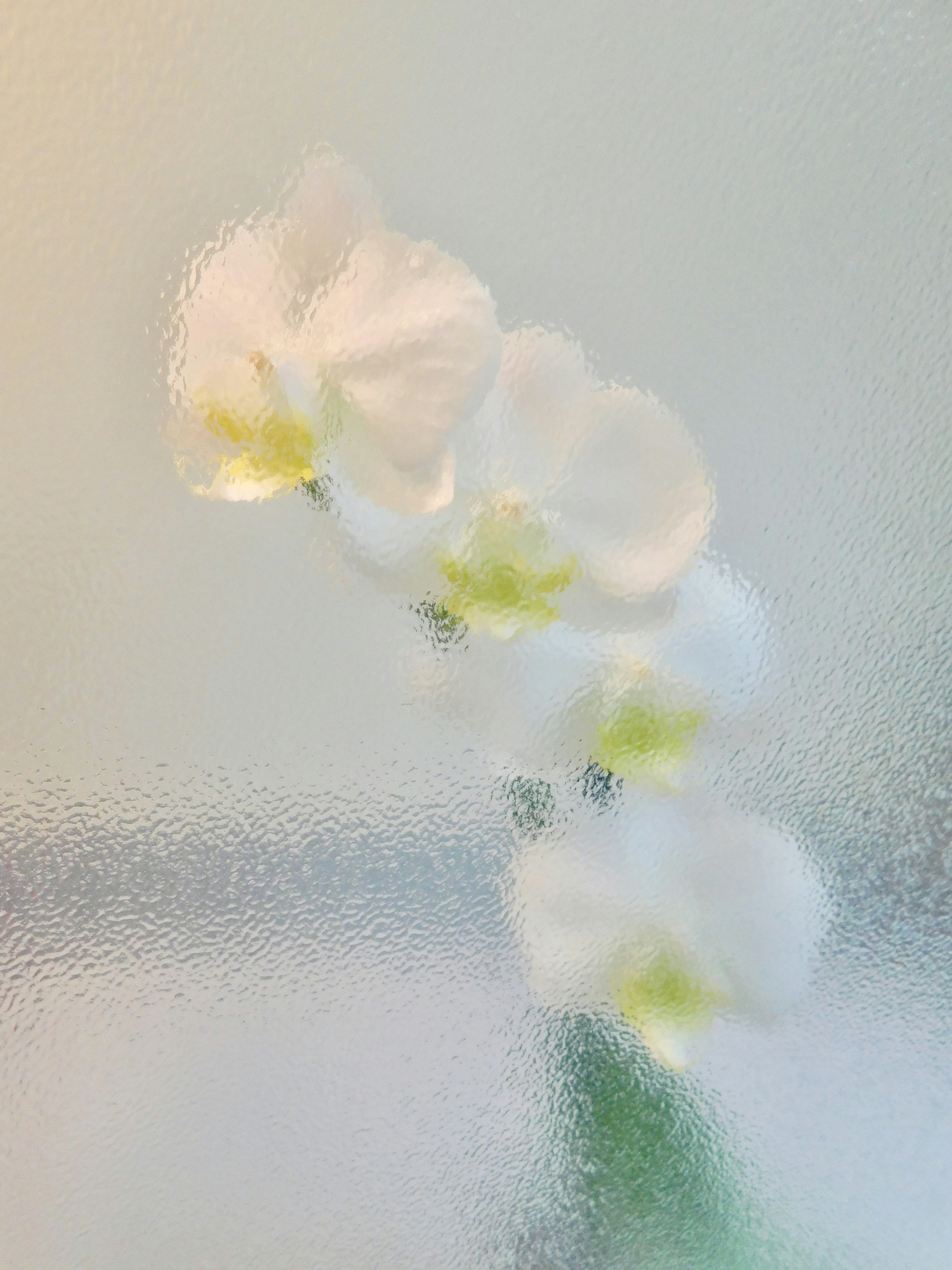 Frosted-glass photograph of white orchids blurred behind a textured surface. The soft diffusion and color tone emphasize mood over sharp detail.