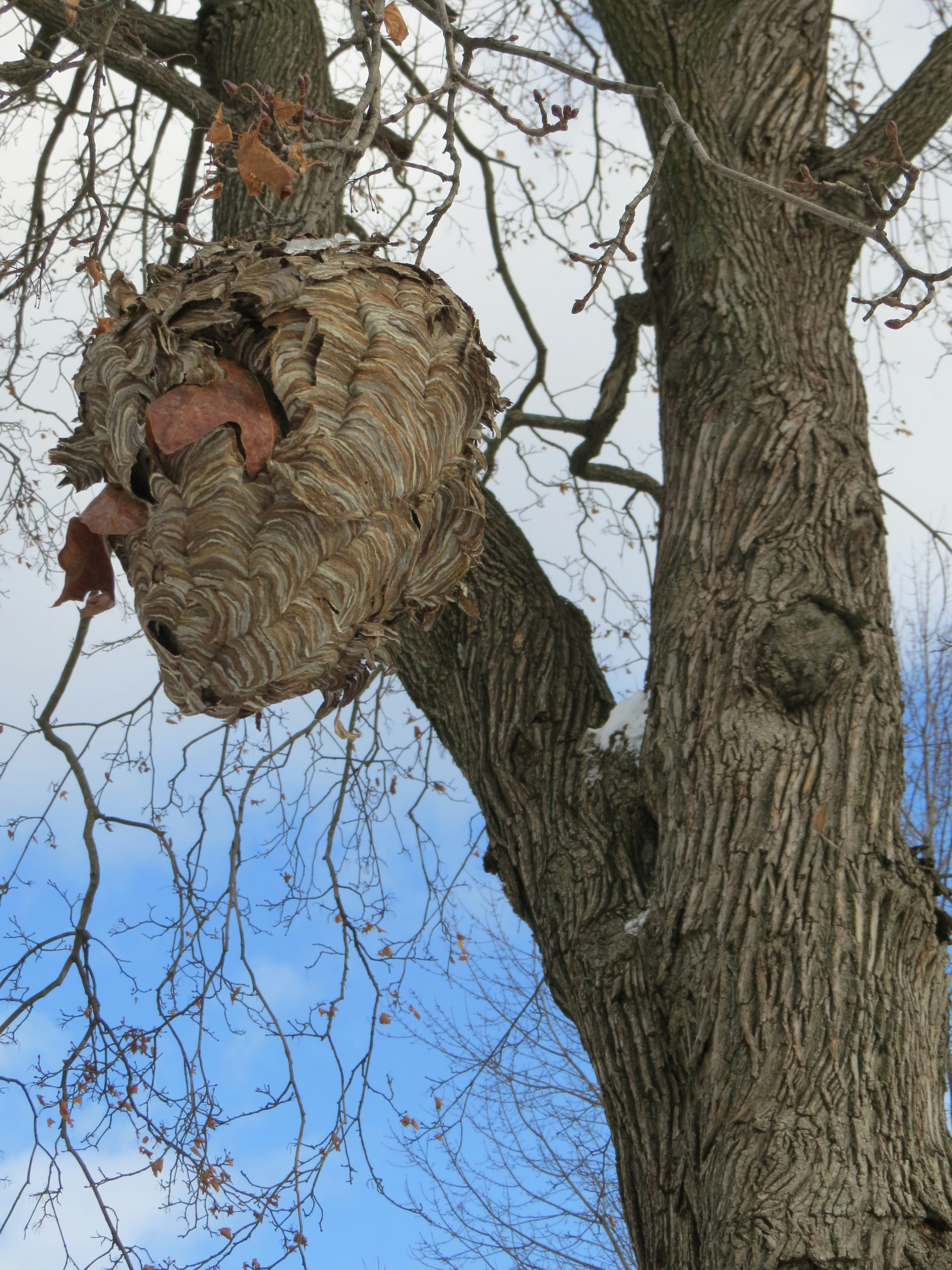 Winter Woven Nest High in the Branches