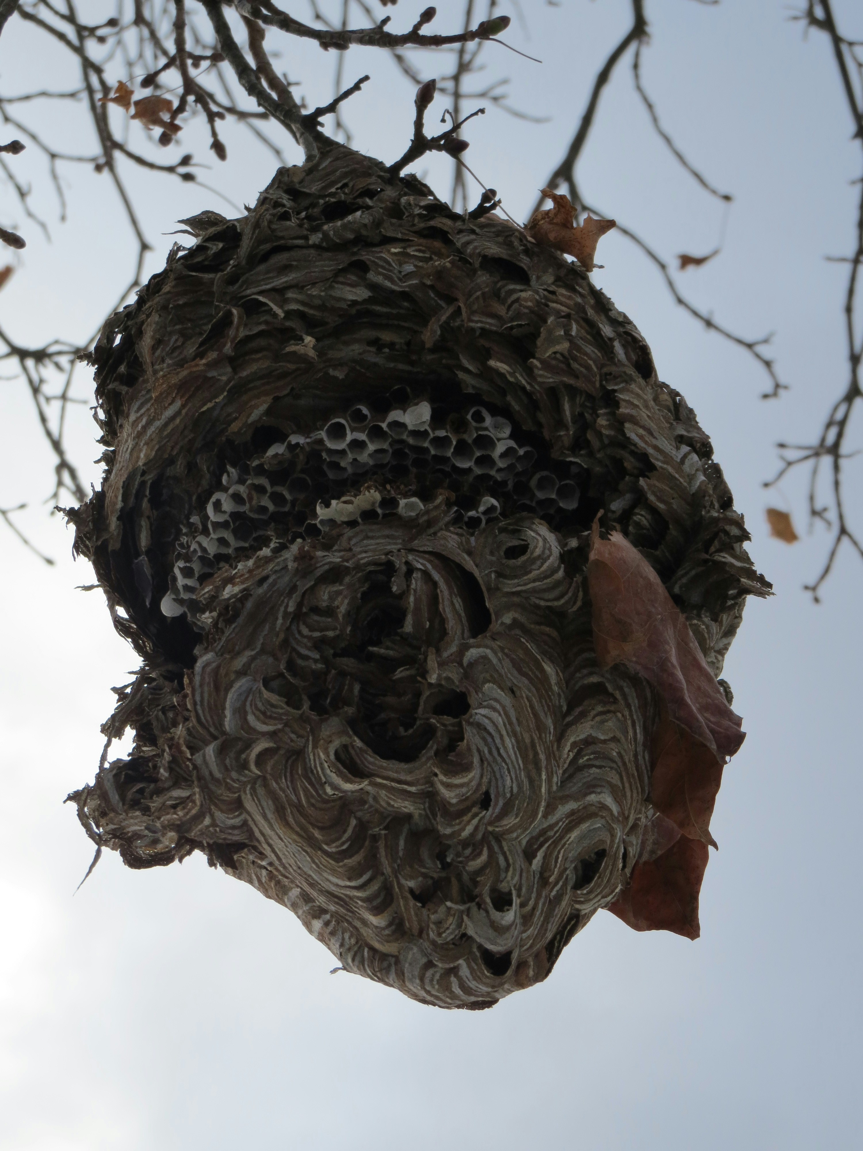 Spiral of Paper Time: Close-Up on a Weathered Wasp Nest