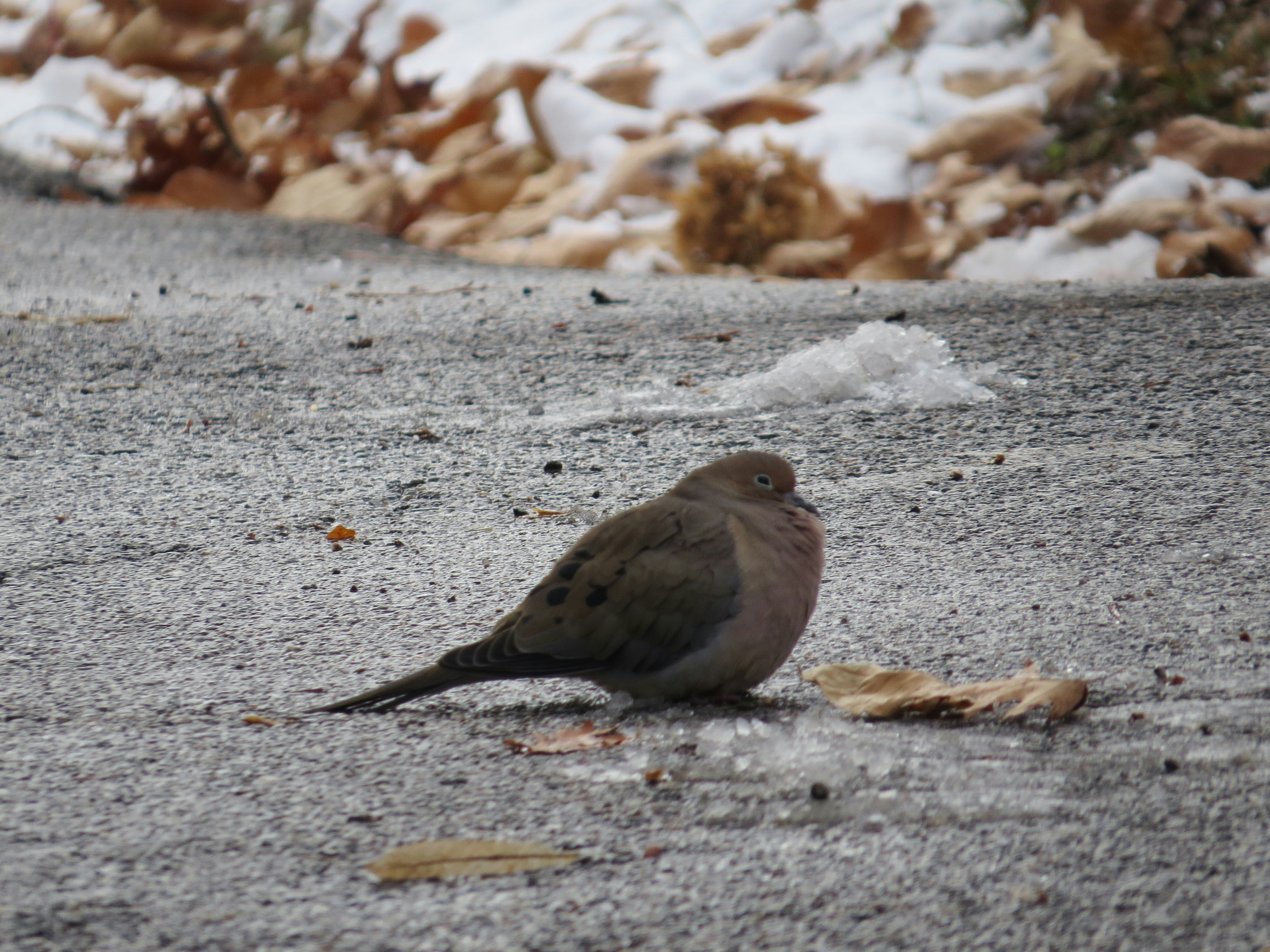 Dove on a Frosted Street: a Quiet Winter Pause