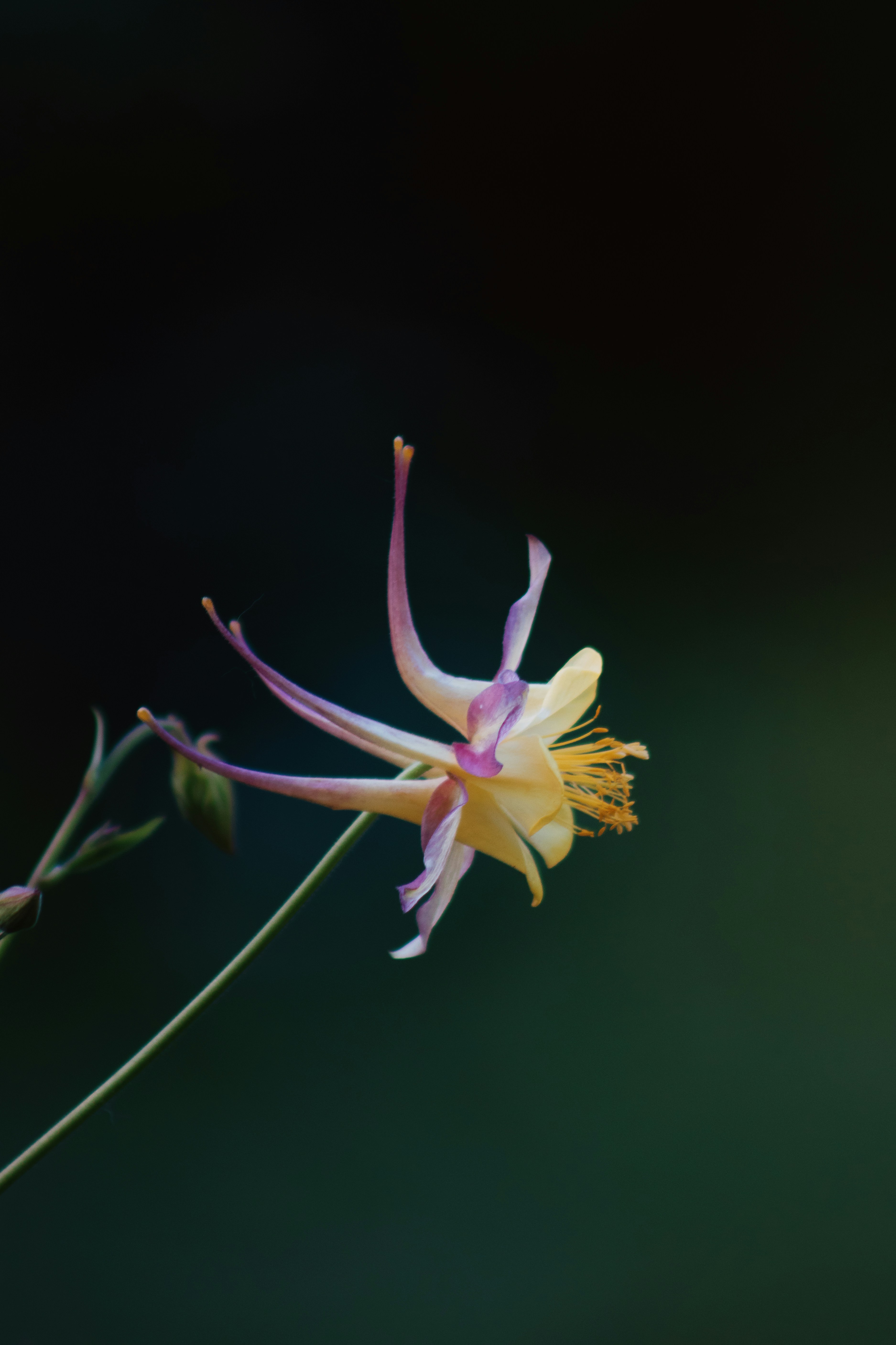 Delicate columbine flower with pink and yellow petals against a dark, blurred background.