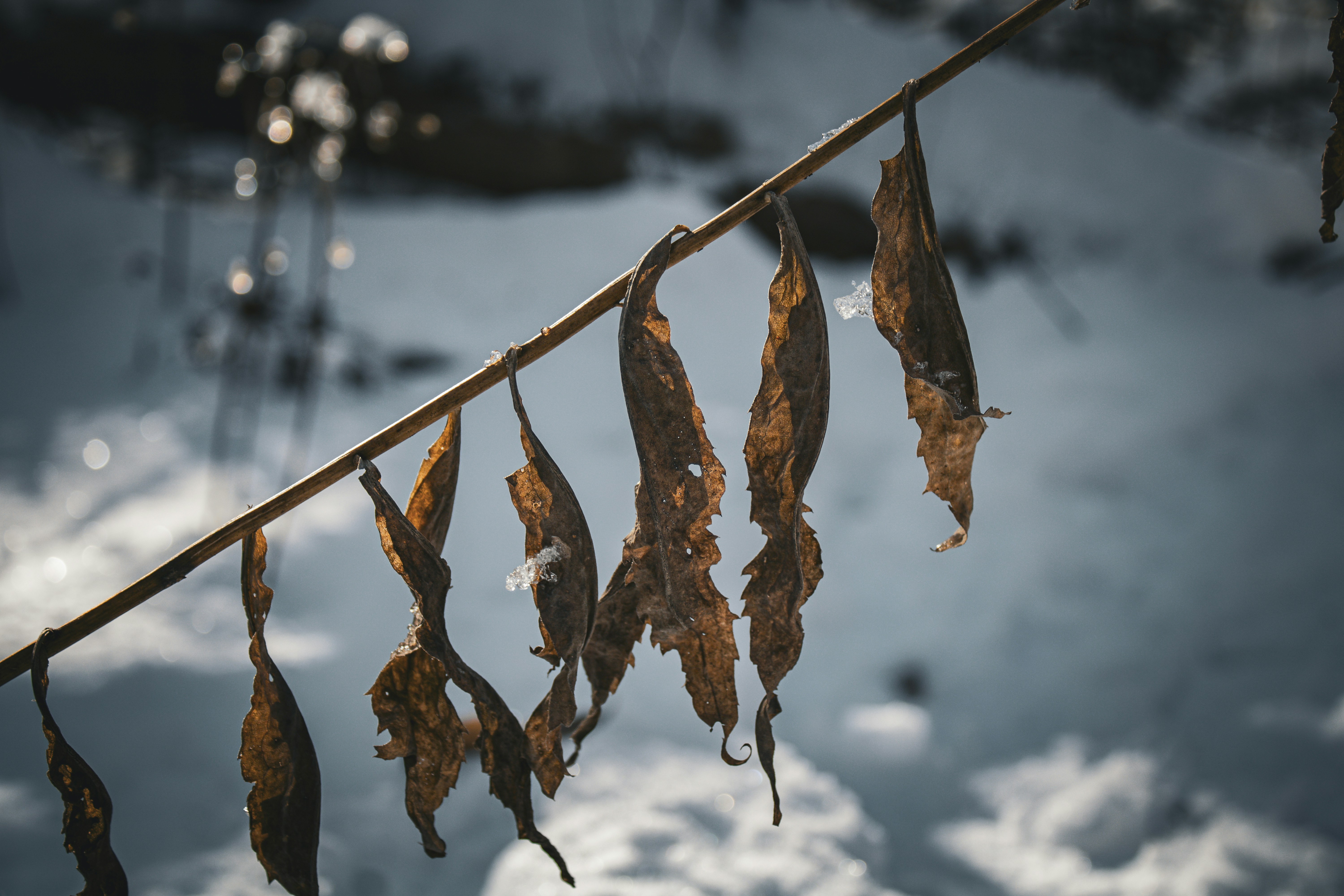 Withered Leaves on a Slender Branch Over a Glassy Blue Pond