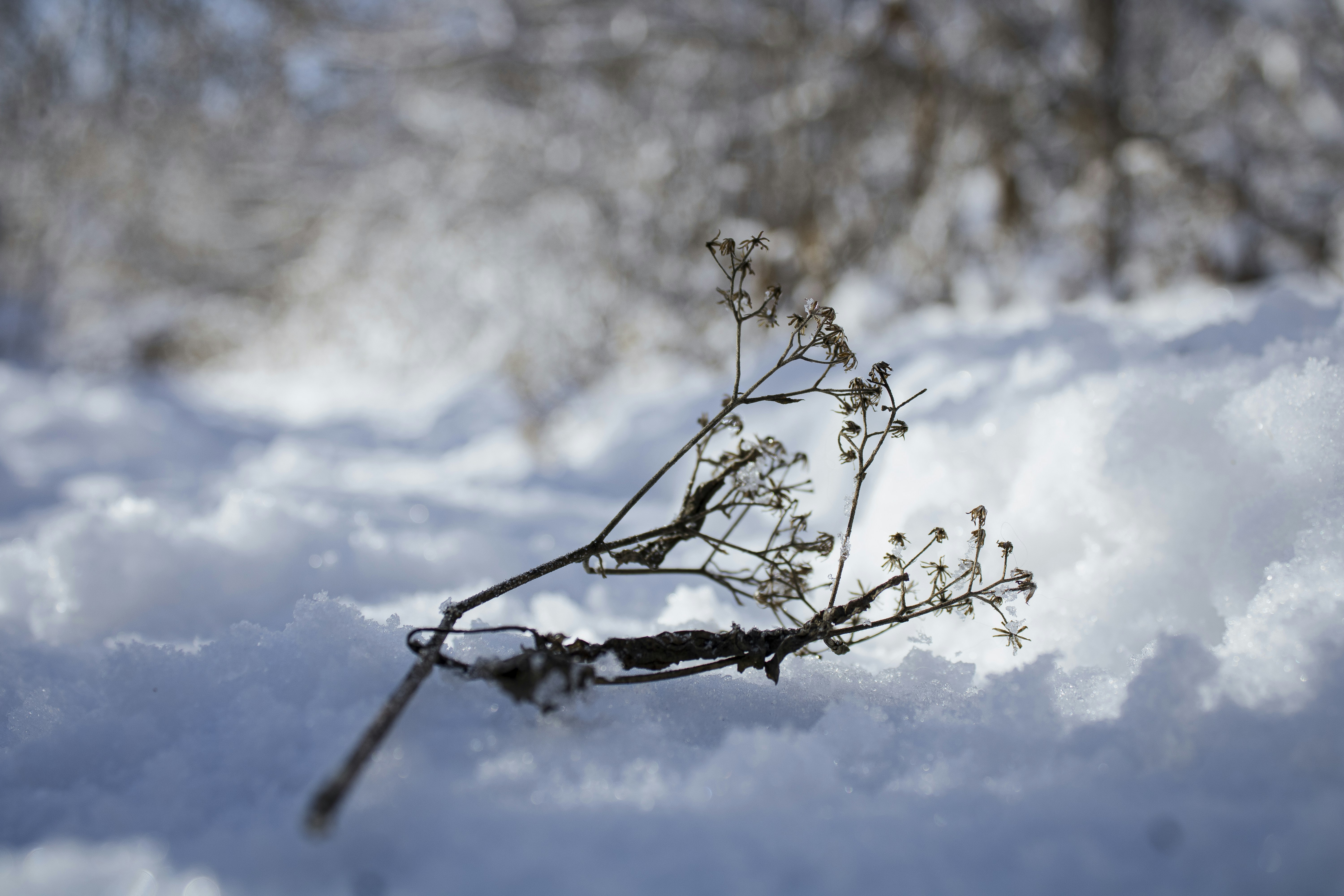 Photo by Jason Mayer with Canon EOS 2000D