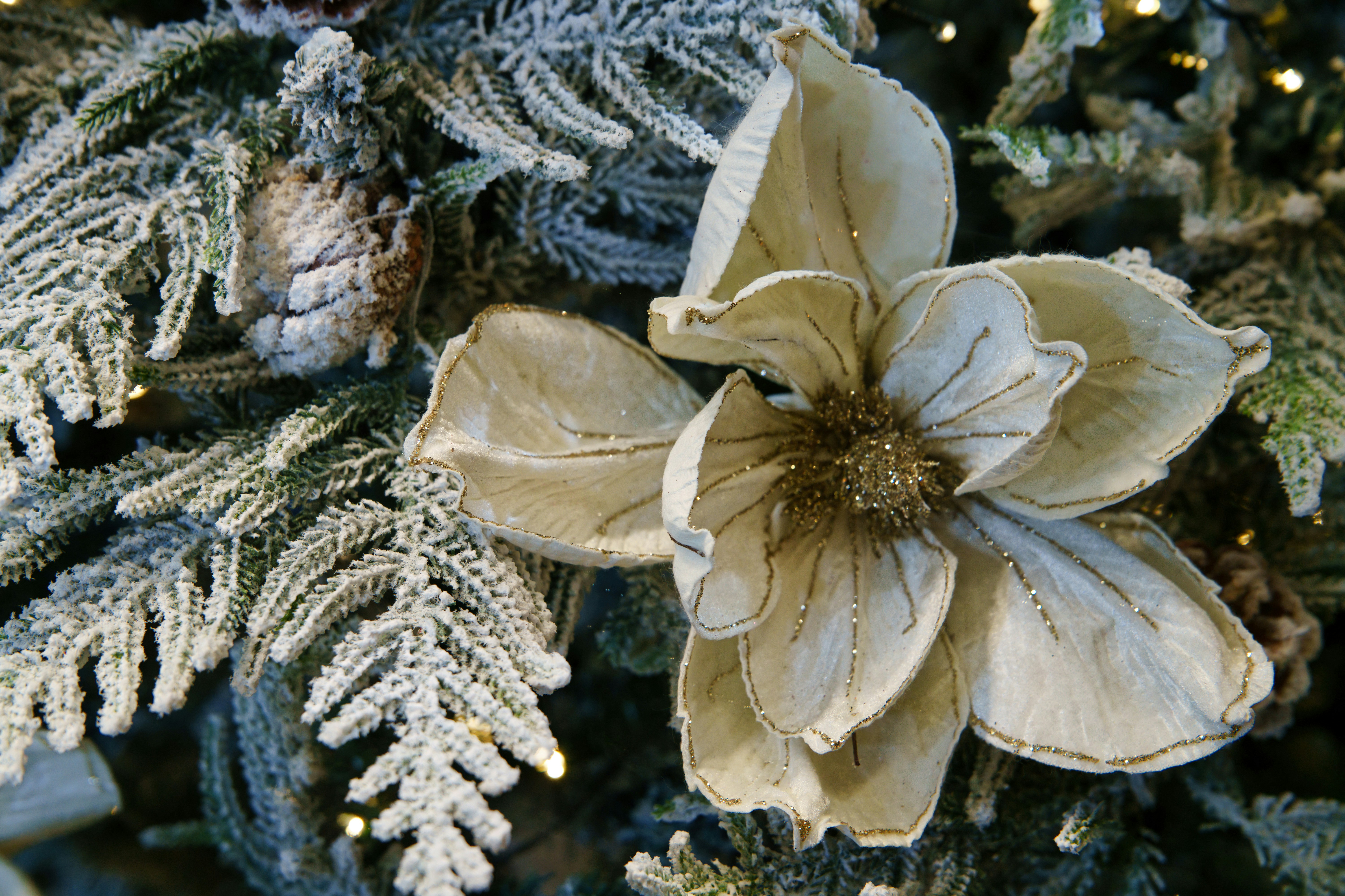 Beige Blossom Framed by Frosted Evergreen