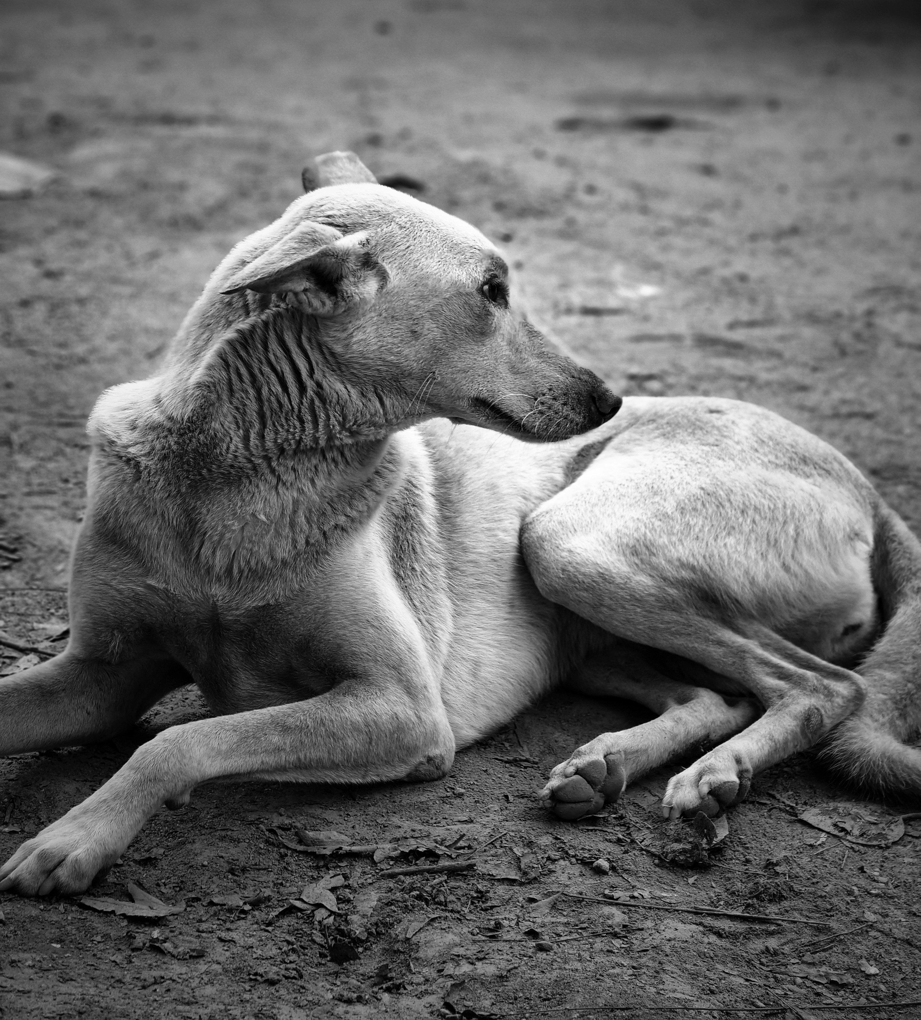 Black-and-white photograph of a stray dog resting on dirt, head turned to the side. Focus on fur texture and calm posture.