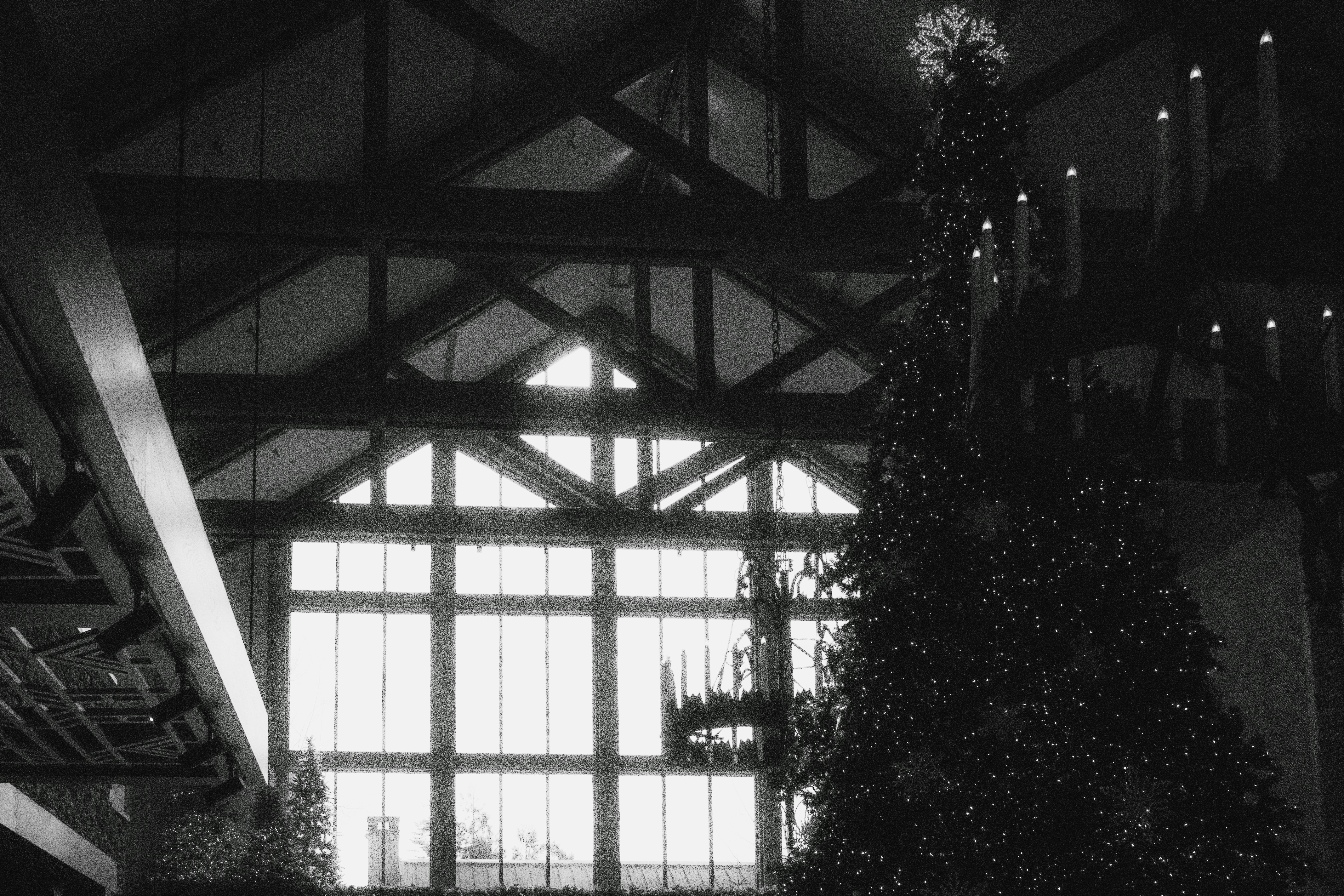 Monochrome Atrium Glow: Christmas Tree Framed by Lofted Beams