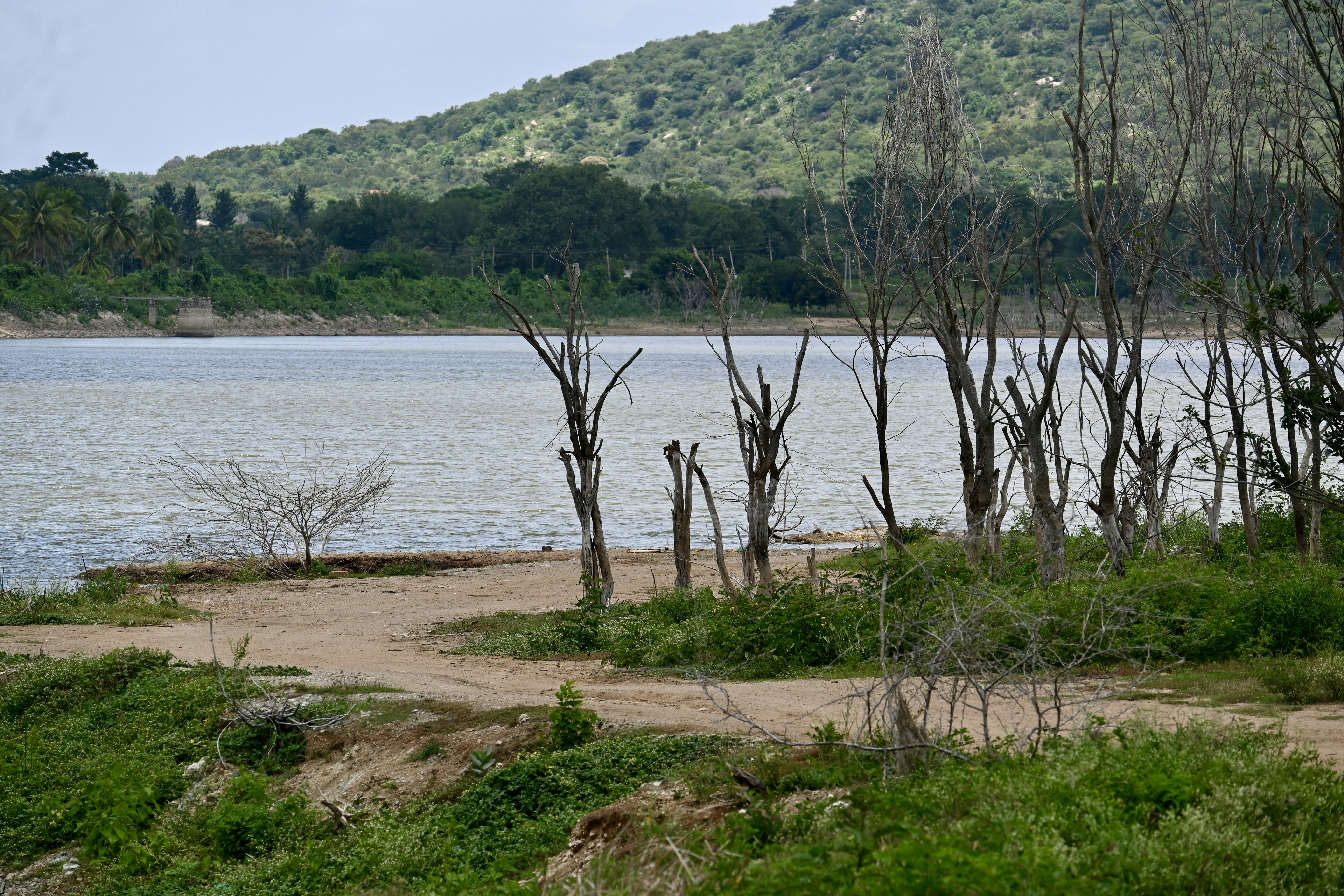 Lakeside Sentinel: Bare Trees at the Water's Edge