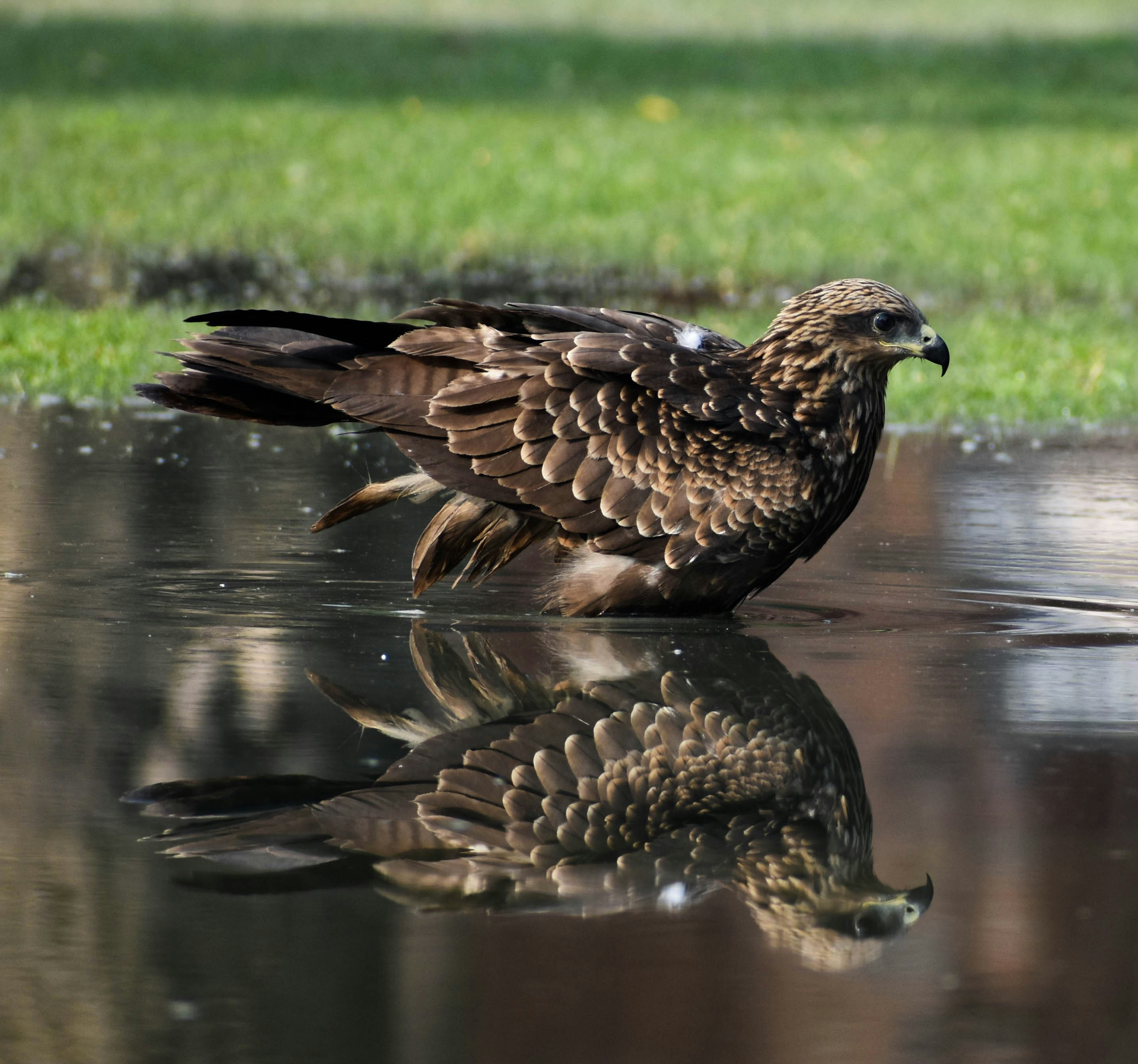 A bird standing in a puddle of water photo – Free Animal Image on Unsplash