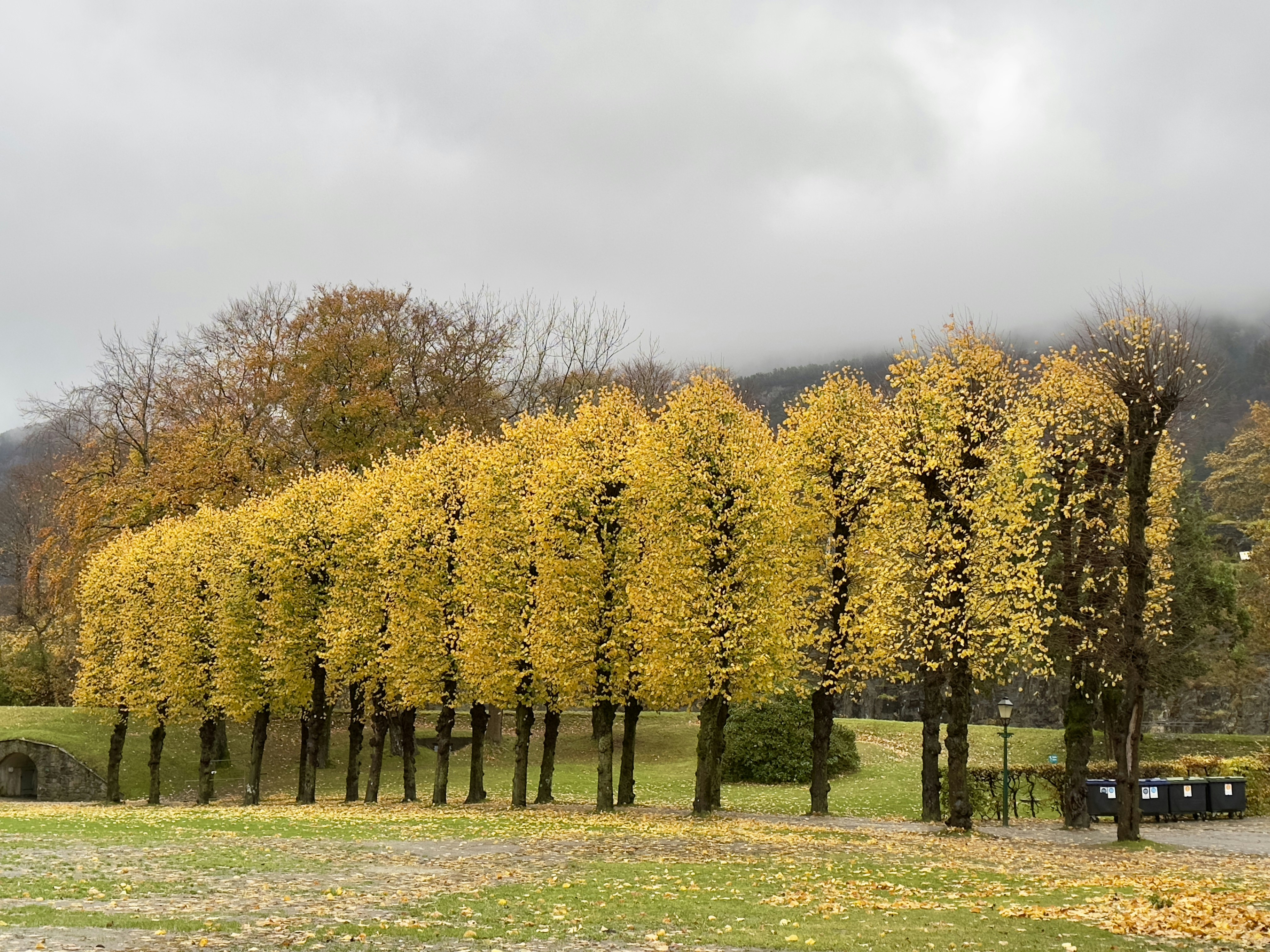 Golden Symphony of Autumn