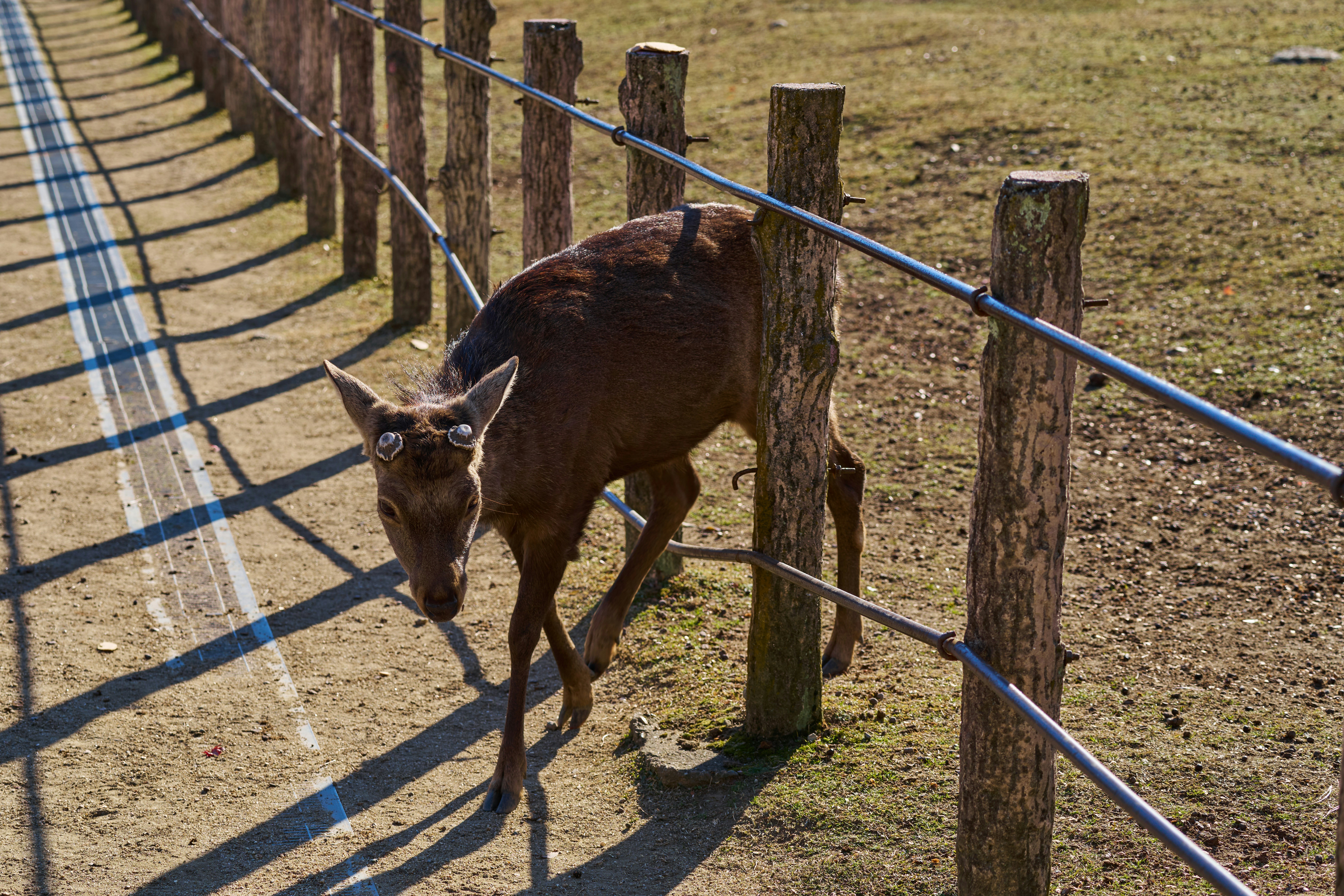 Deer on a Sunlit Path Beneath Weathered Fence Posts