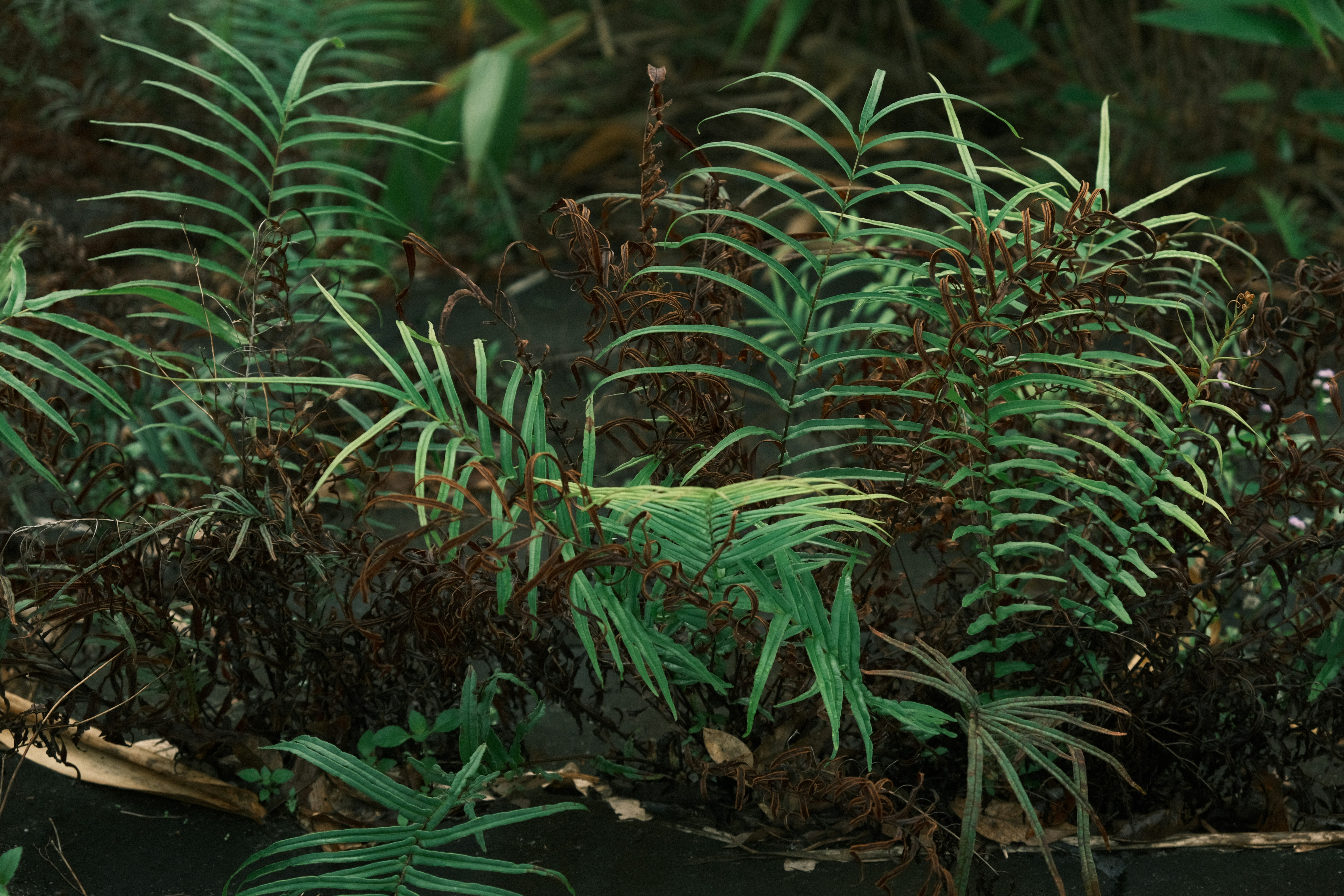 Emerald Fronds Along a Shadowed Waterline