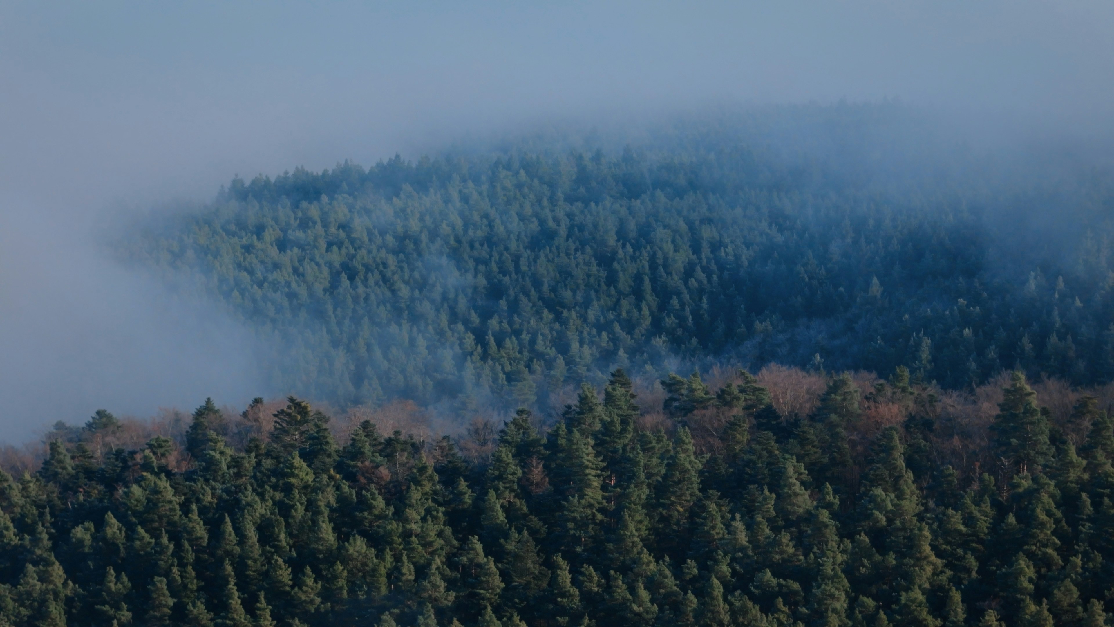 A plane flying over a forest covered in fog photo – Free Outdoor Image ...