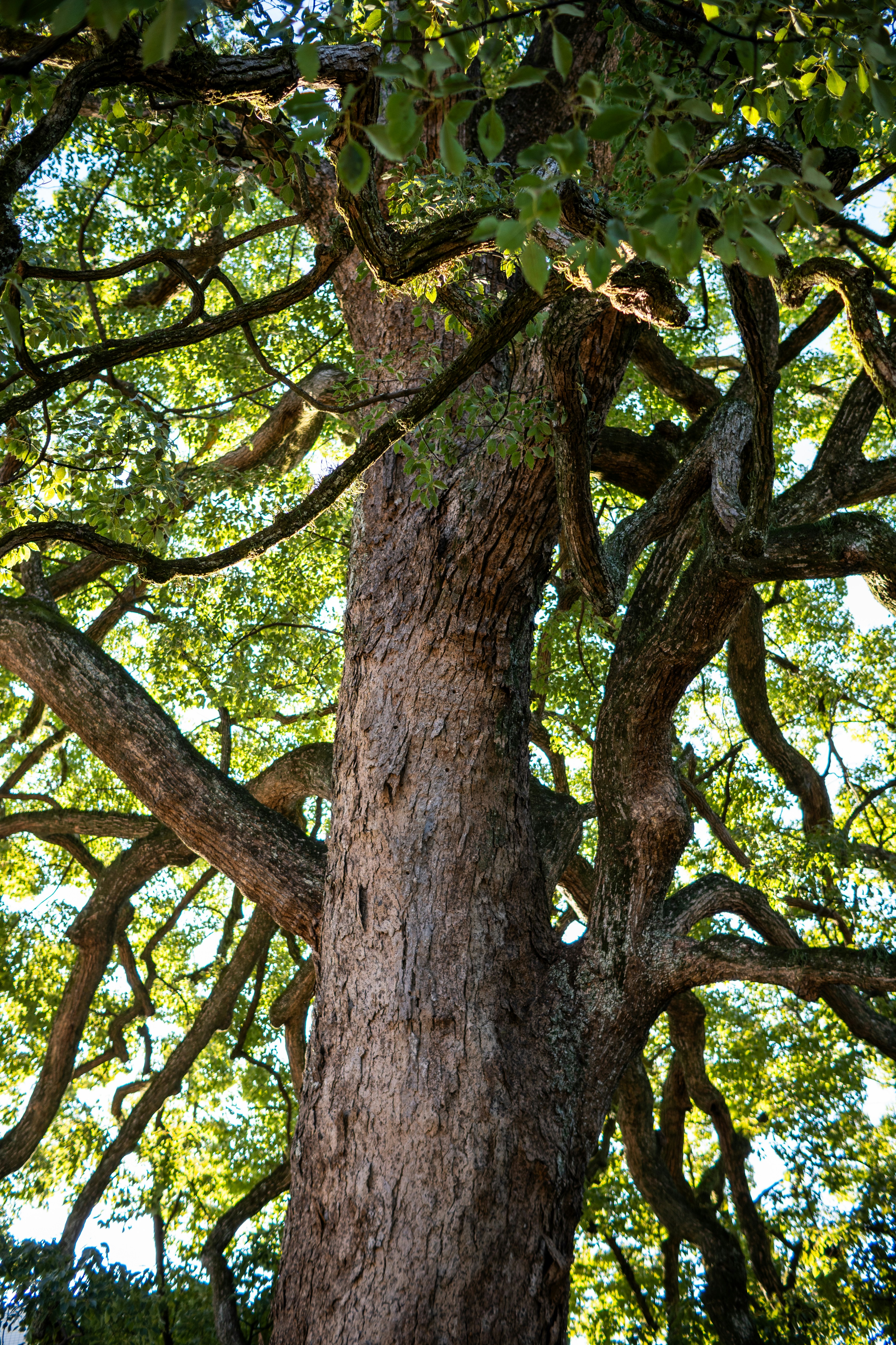 Sample photo from Nikon Z50 II