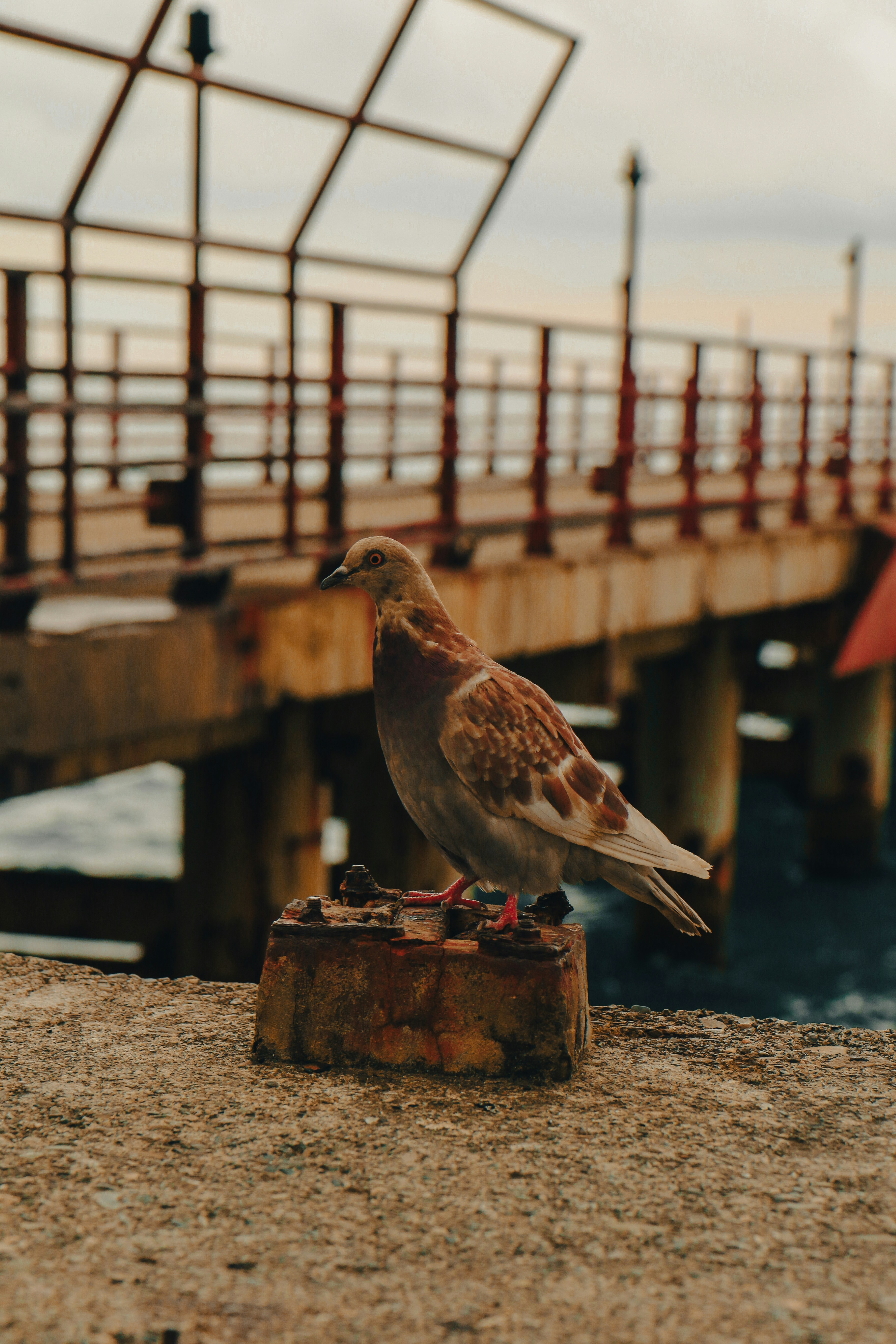 Perch of the Pier: A Pigeon on a Weathered Dock Block with the Ocean in the Background