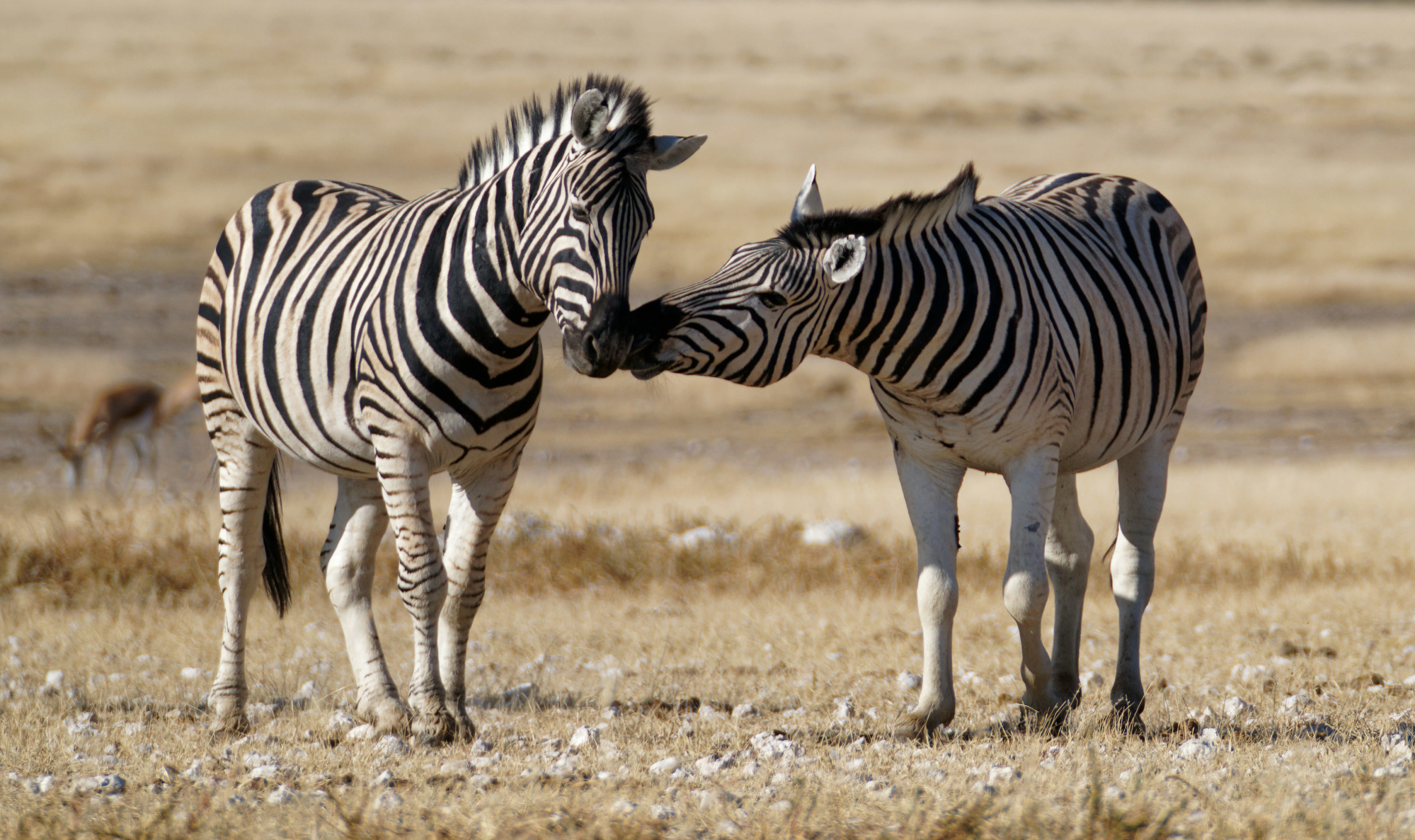 12 Differences Between Zebras and Horses - Animals Around The Globe