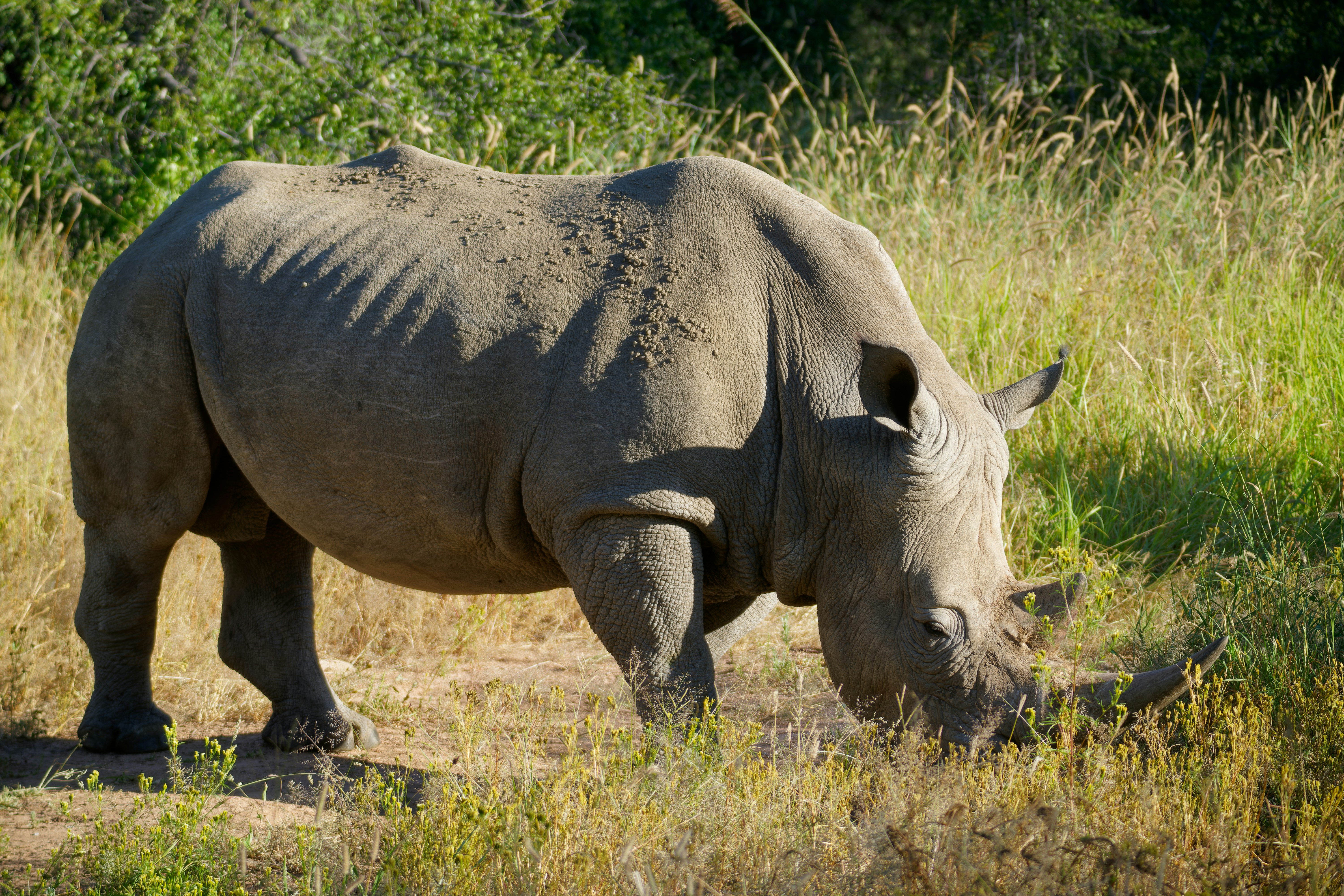 A rhinoceros standing in a grassy field with trees in the background ...