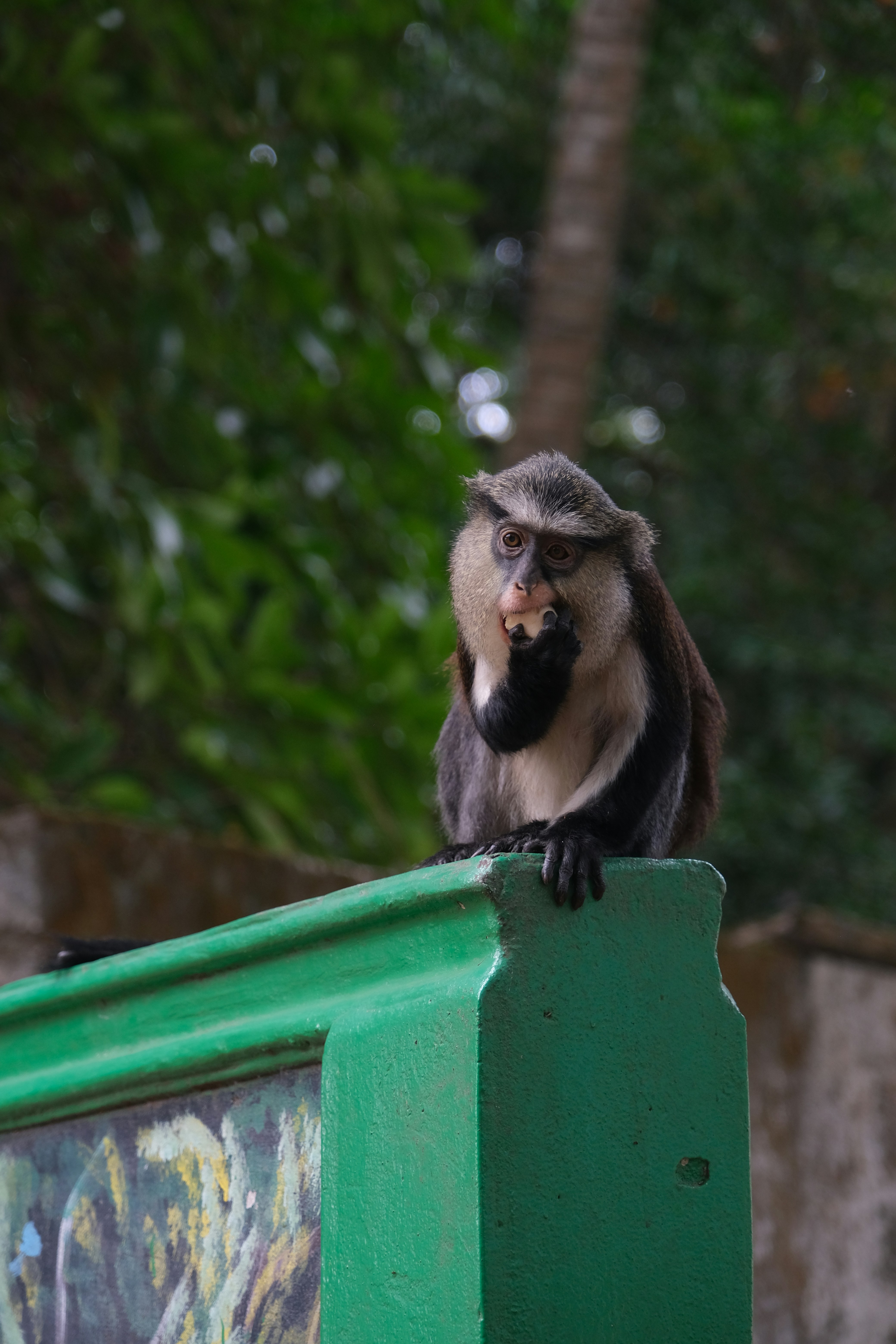 Mona Monkey's Snack Break in Porto-Novo