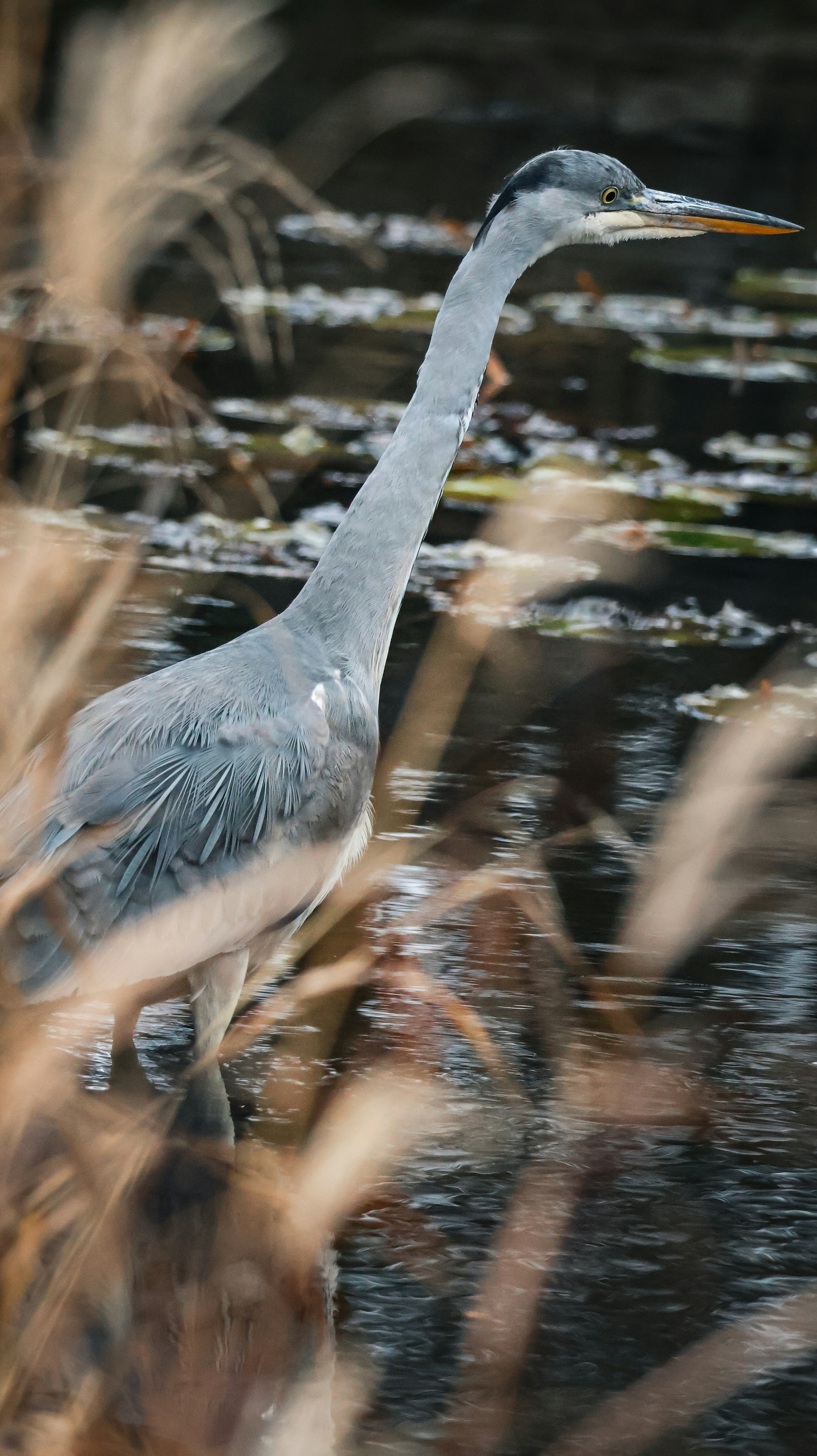 Reed-Edge Sentinel: Great Blue Heron Pauses Over Quiet Water
