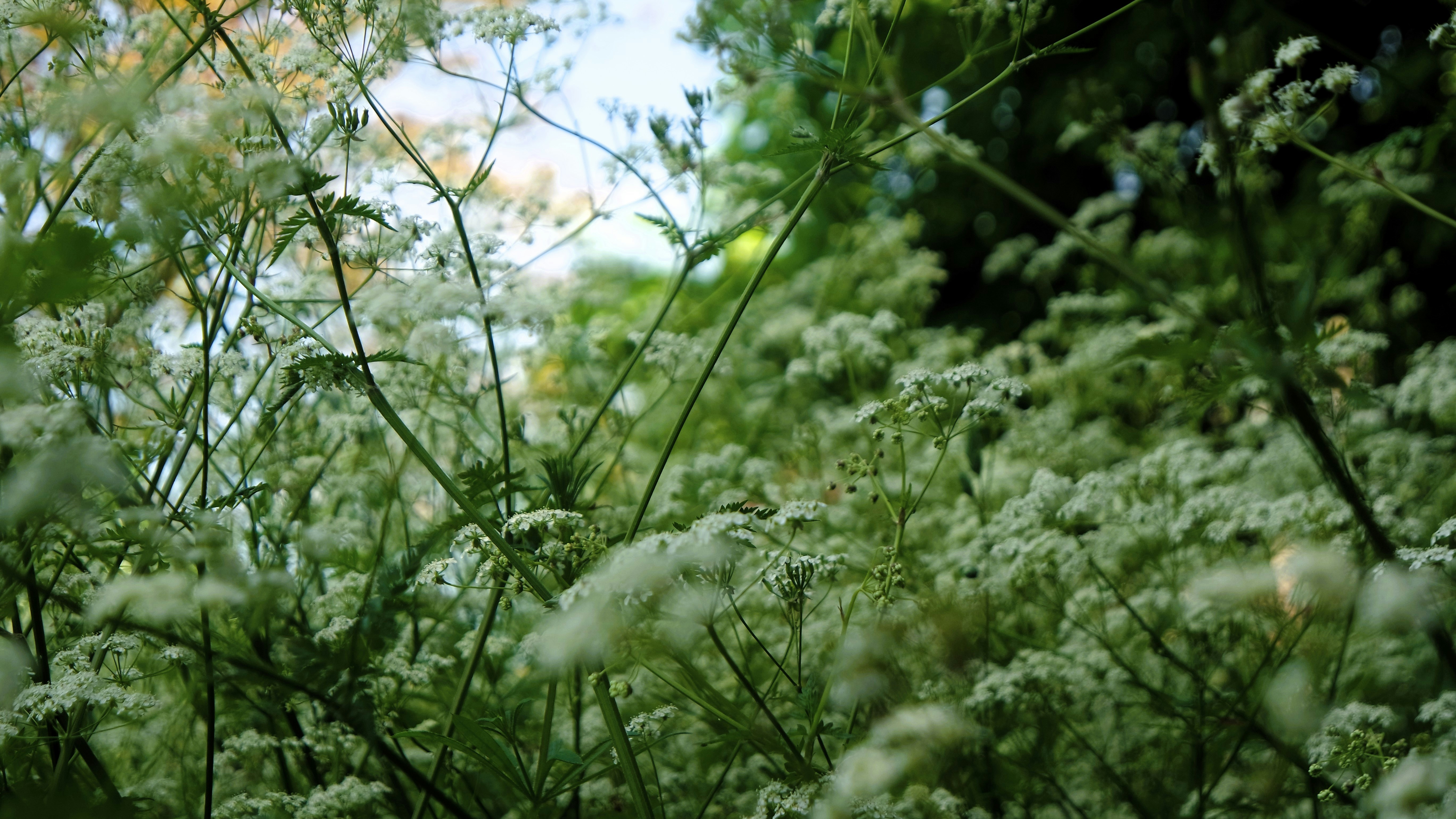 Photo by Amy W. with Samsung NX3000