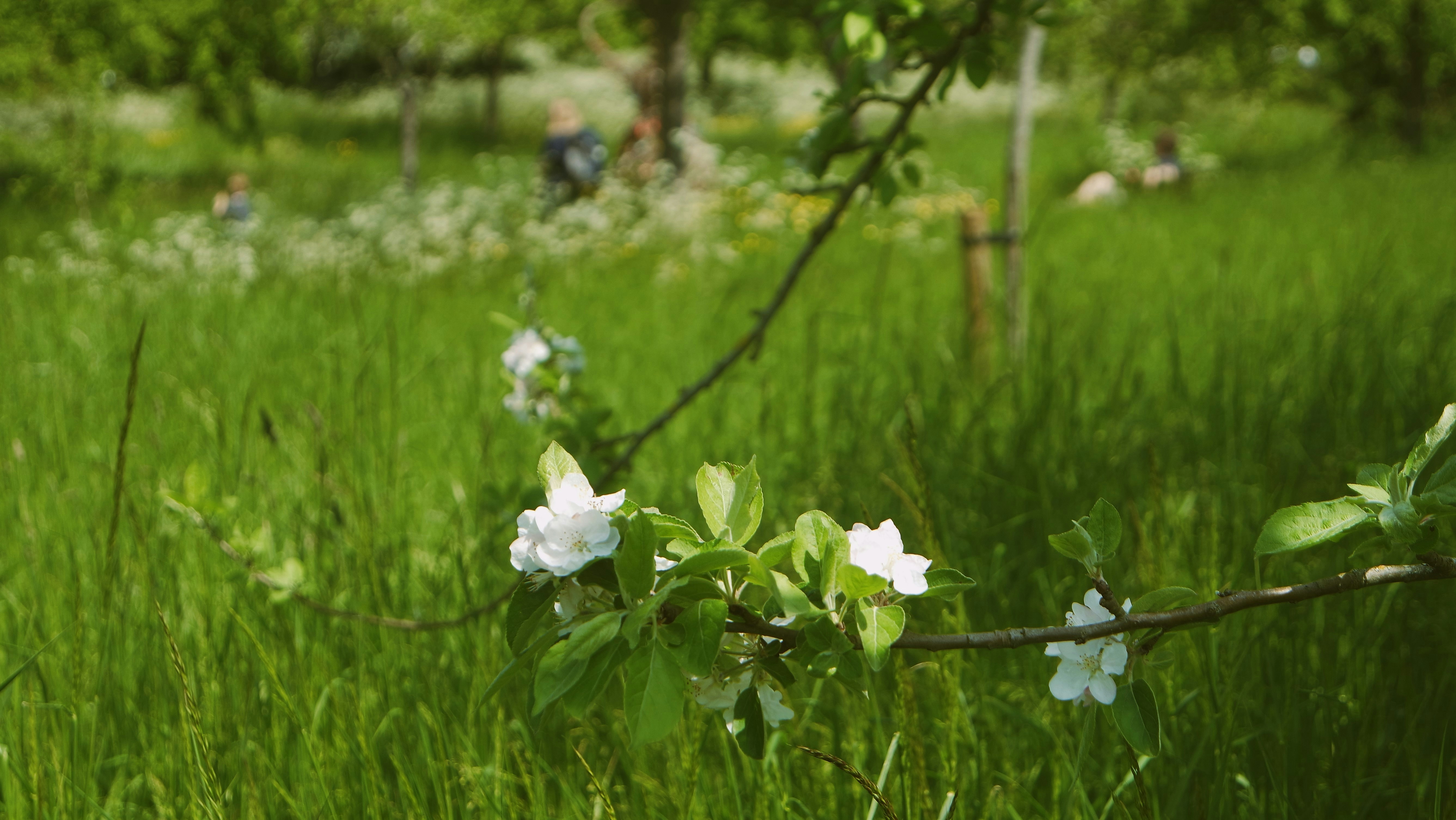 Blossoms at the Edge of the Meadow