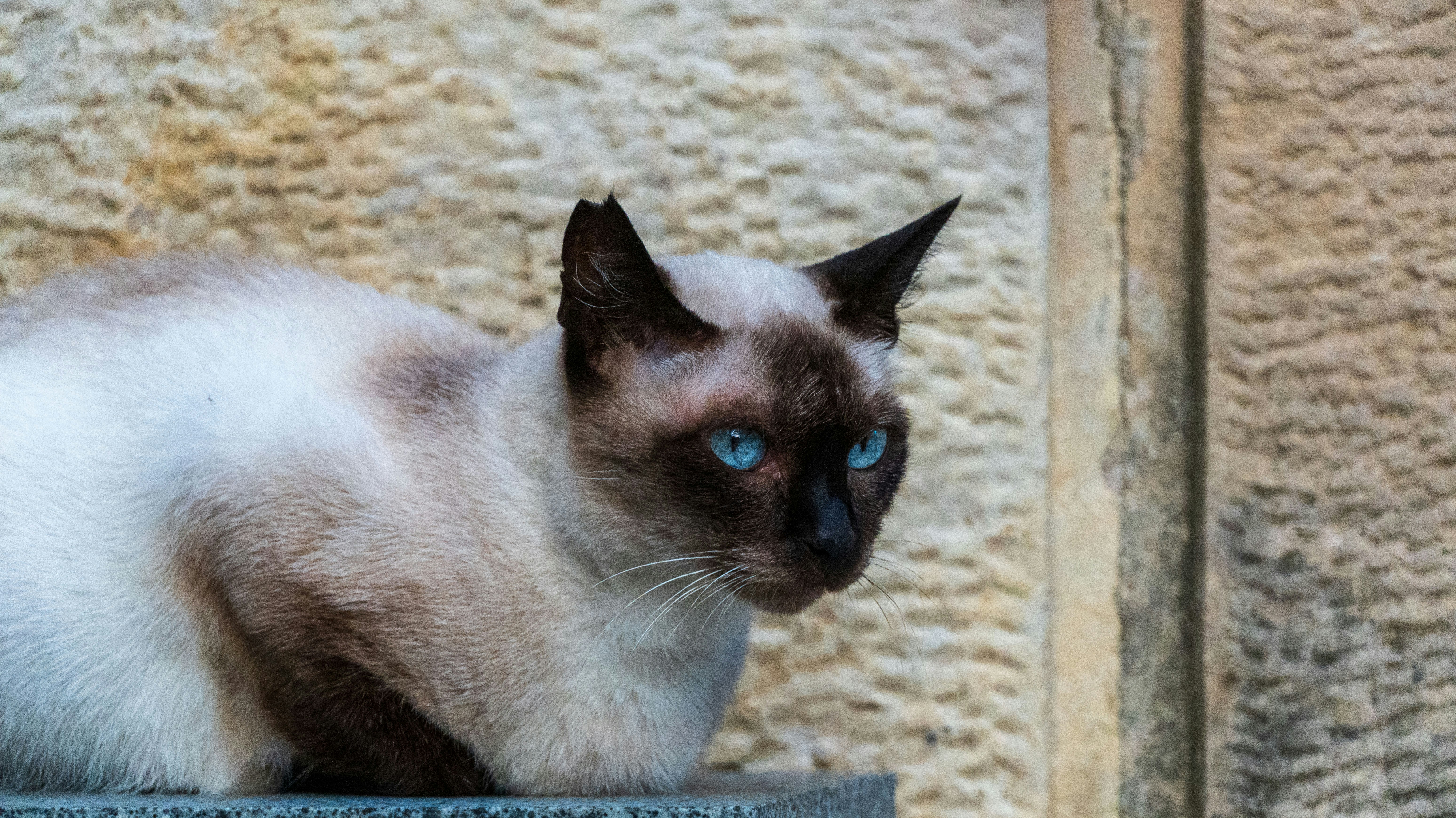 Azure-Blue Gaze: Siamese on a Sunlit Stone Wall